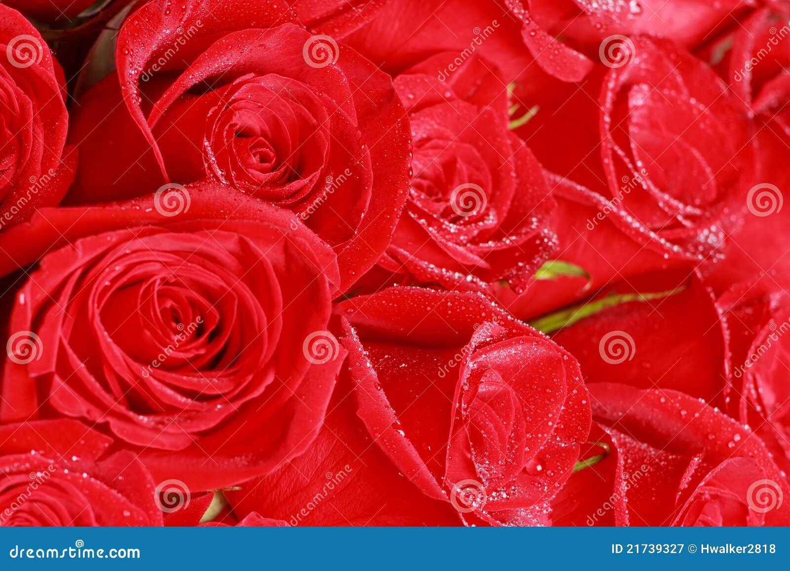 Red Roses and Dew stock image. Image of rose, glistening - 21739327