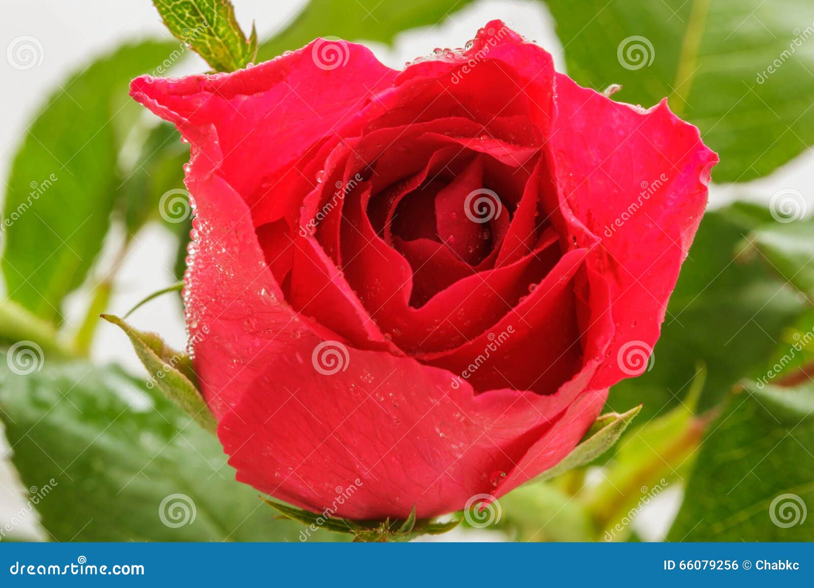 Red roses with dew drops stock photo. Image of plants - 66079256