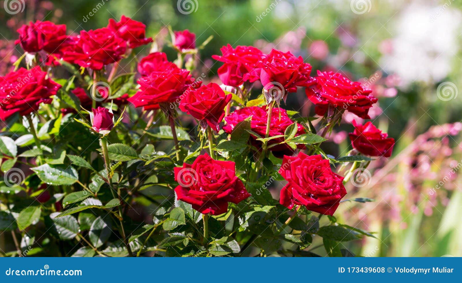 Red Roses with Dew Drops in Sunny Weather_ Stock Photo - Image of love ...