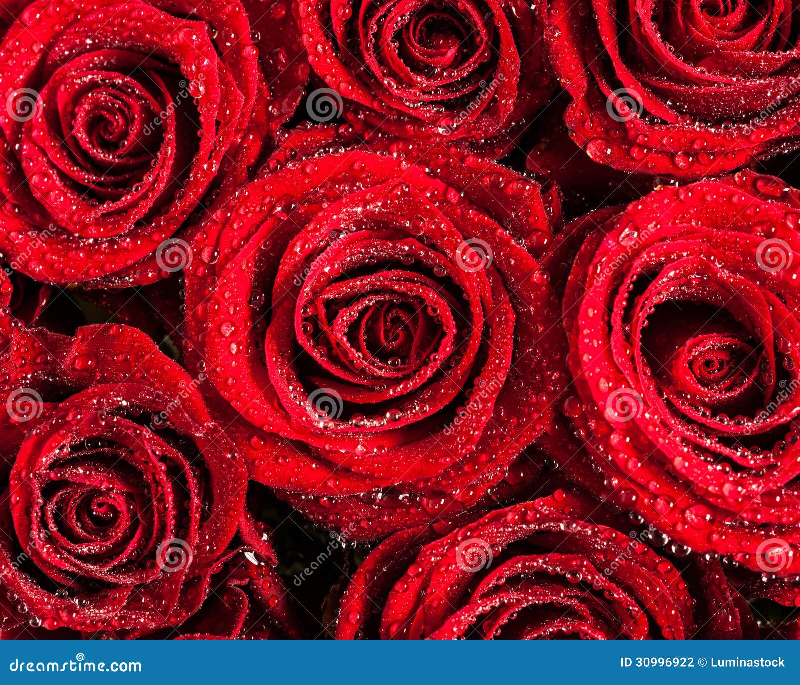 Red Roses with Dew stock photo. Image of event, celebration - 30996922