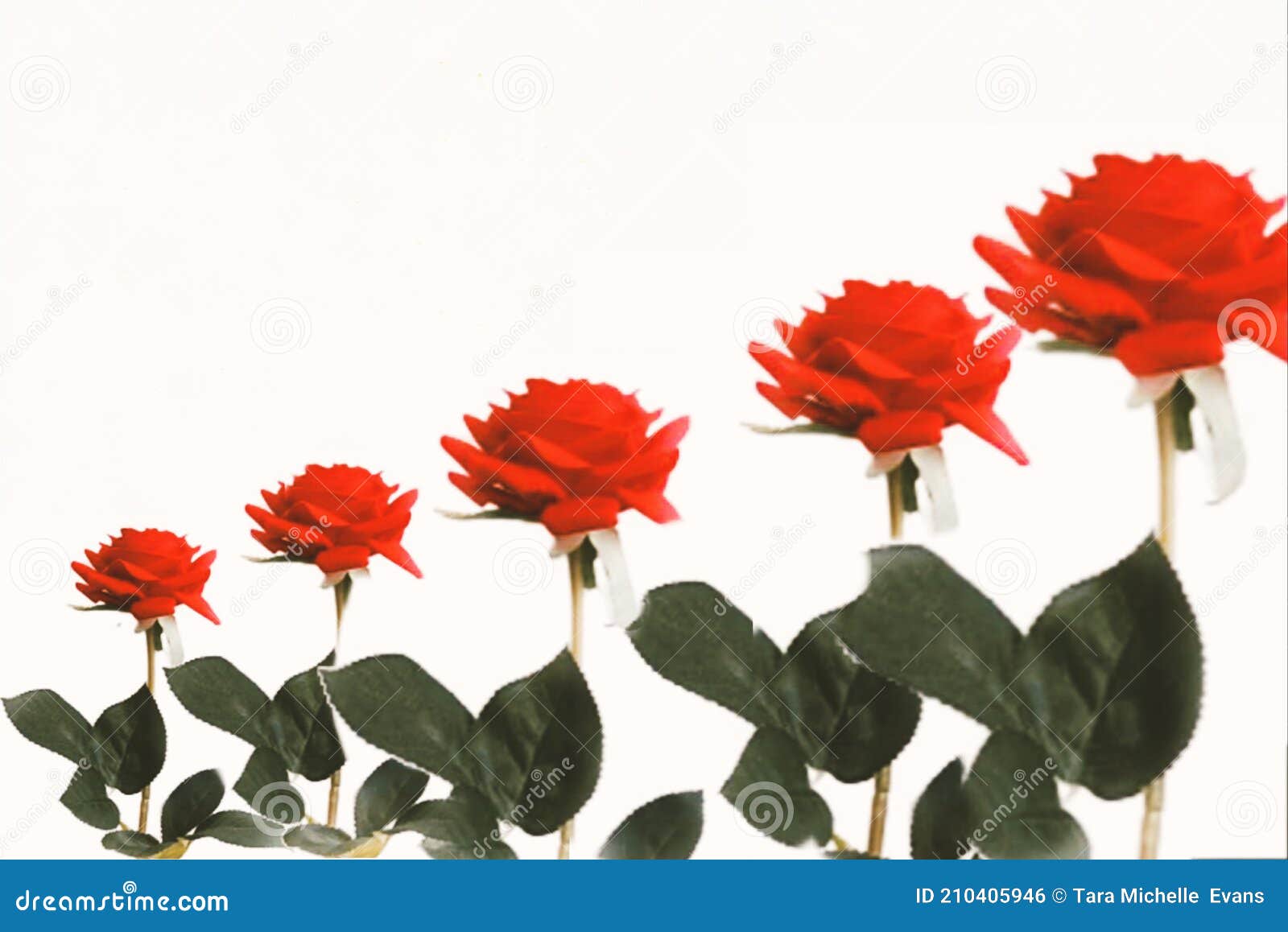 Red Roses Different Sizes on White Background Stock Photo - Image of ...