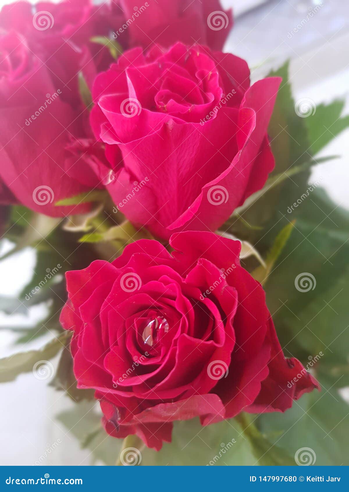 Red roses with drop stock photo. Image of flowers, drop - 147997680
