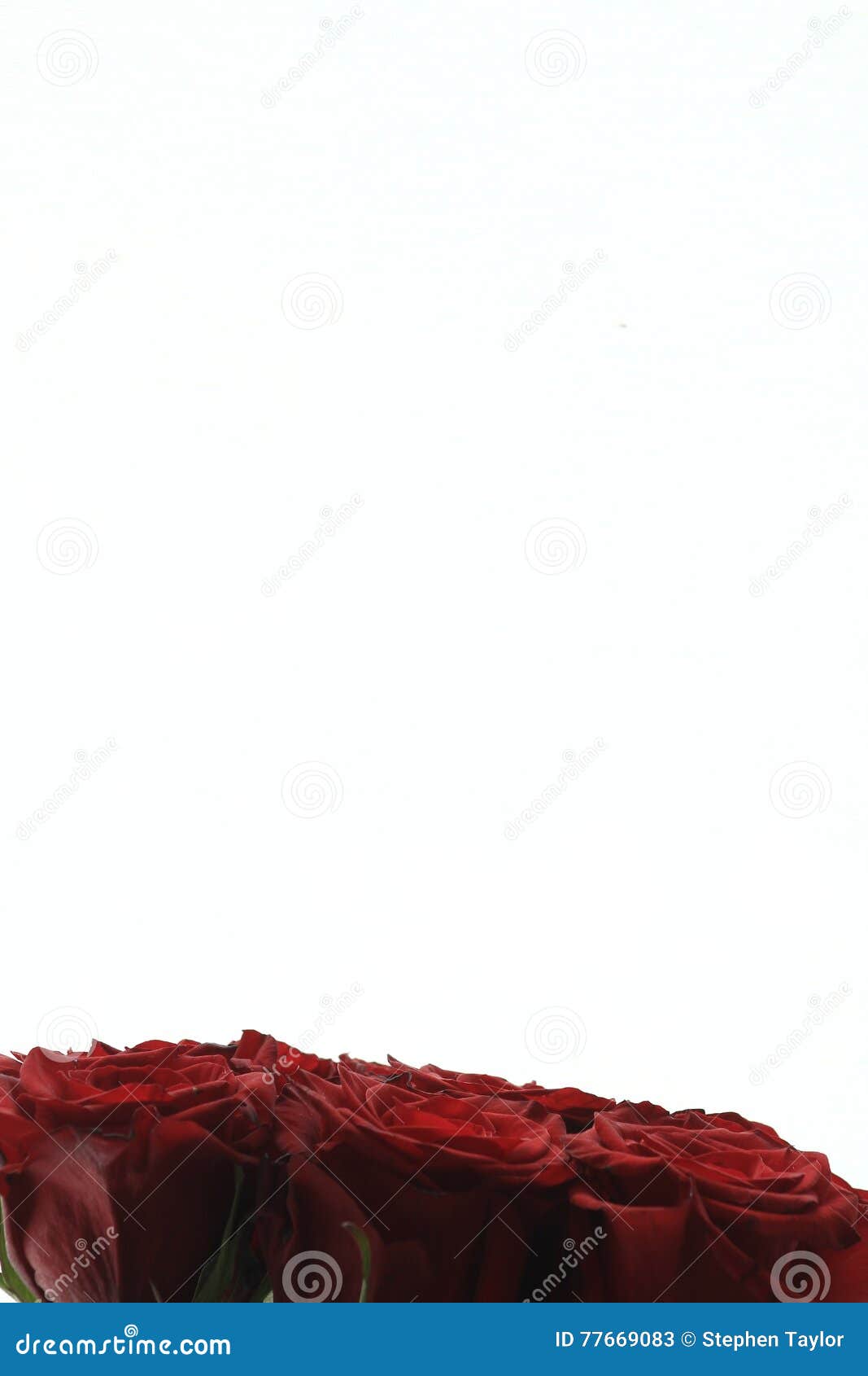 Red roses stock image. Image of side, rose, centre, white - 77669083