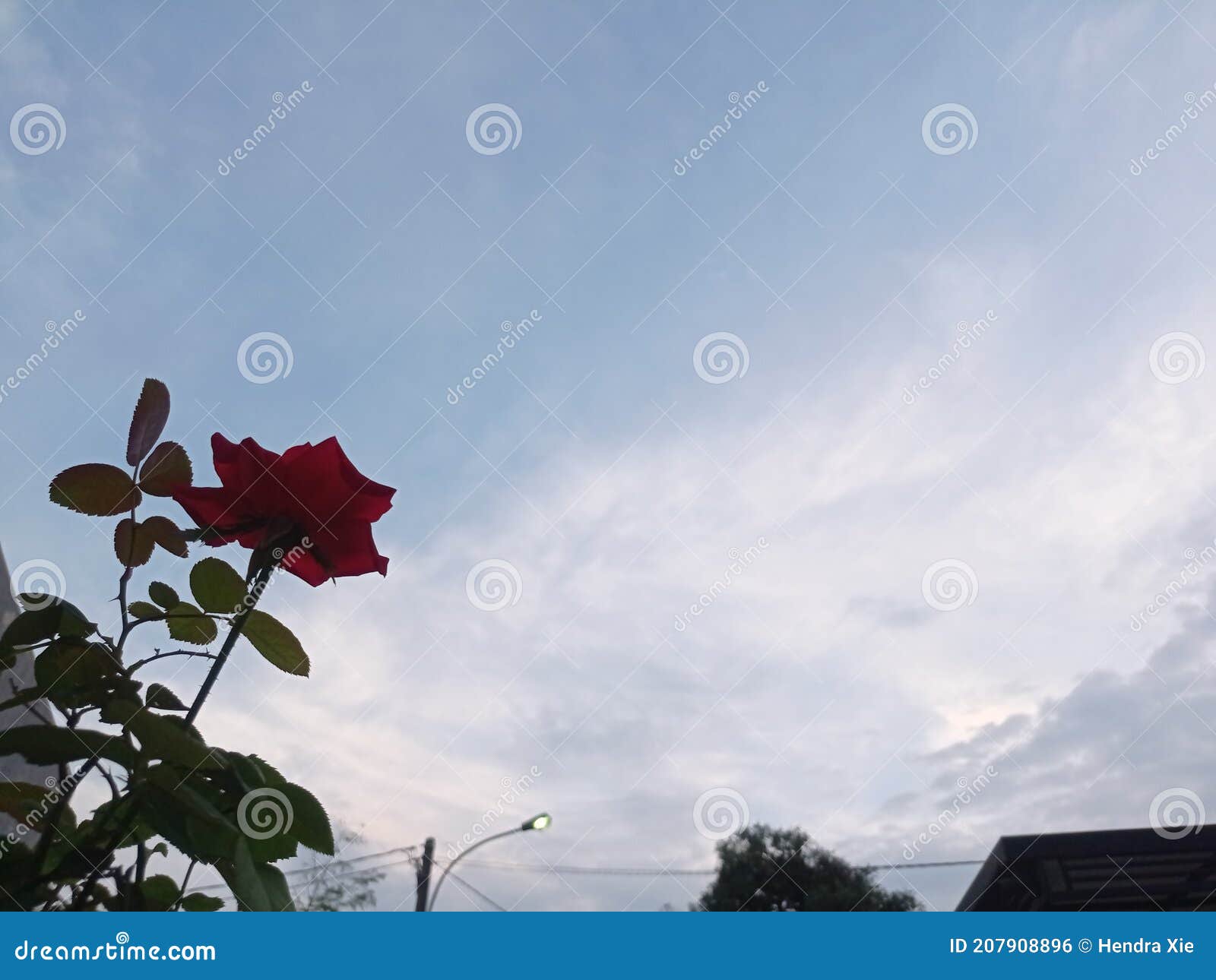 Red Roses with the Evening Sky Stock Photo - Image of redroses, cloudy ...