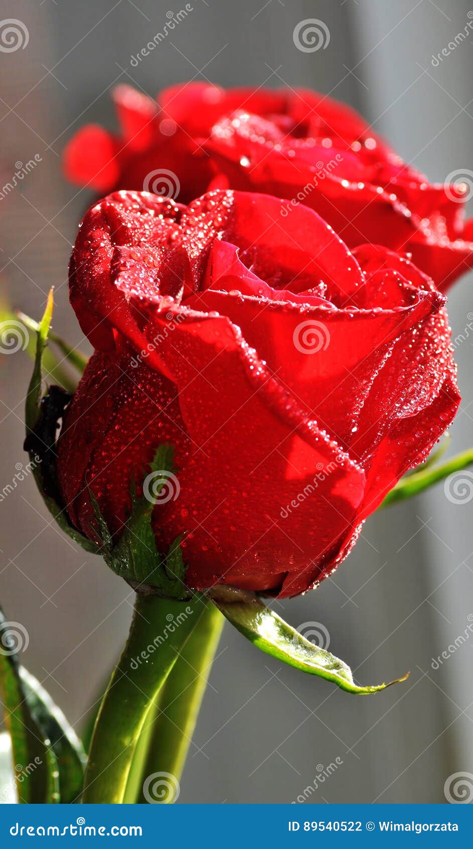 Red Roses Facing the Sunlight. Stock Photo - Image of floral, daylight ...
