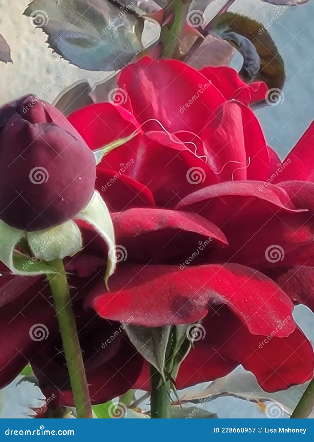 Red roses in the fall stock image. Image of plant, purple - 228660957
