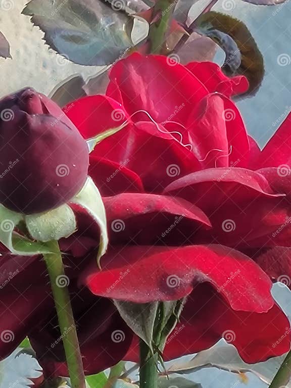 Red roses in the fall stock image. Image of plant, purple - 228660957
