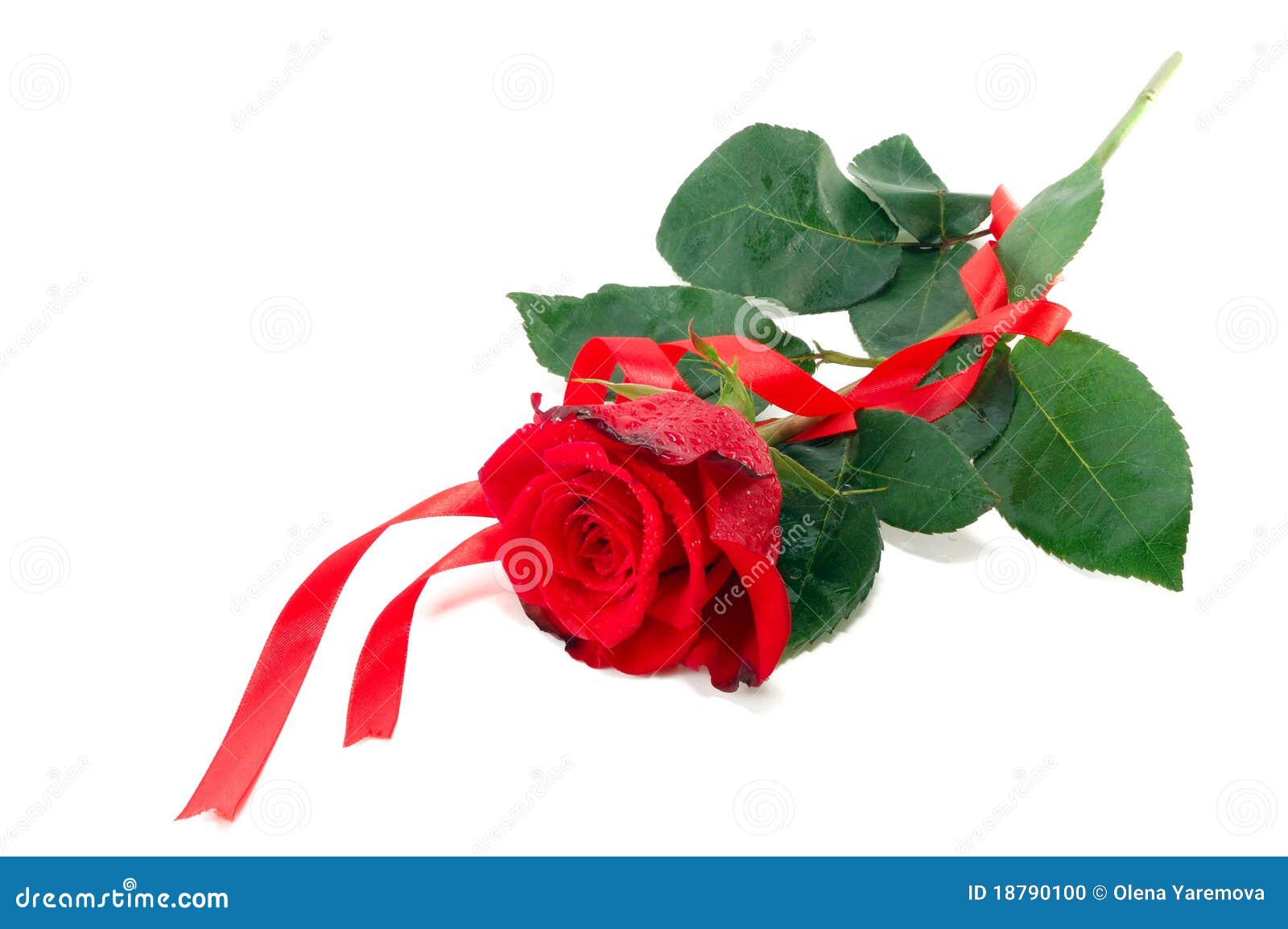 Red roses and flight stock photo. Image of perfection - 18790100