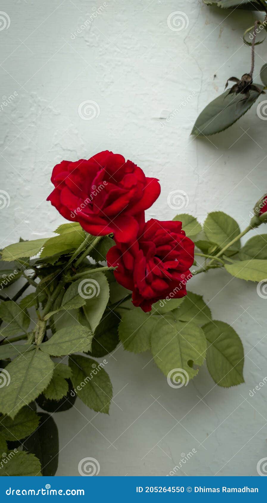 Red roses on the floor stock photo. Image of flowers - 205264550