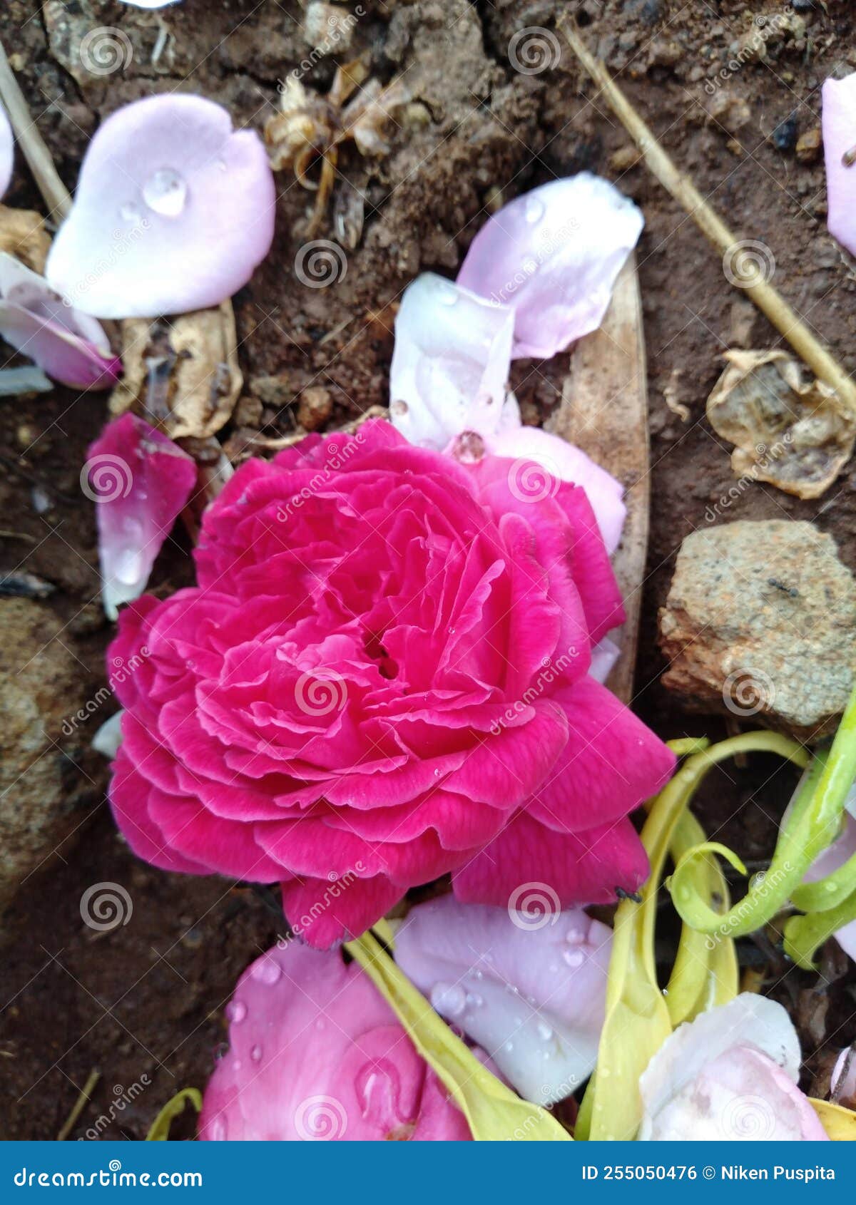Red Roses Flower on the Brown Ground Stock Photo - Image of flower ...