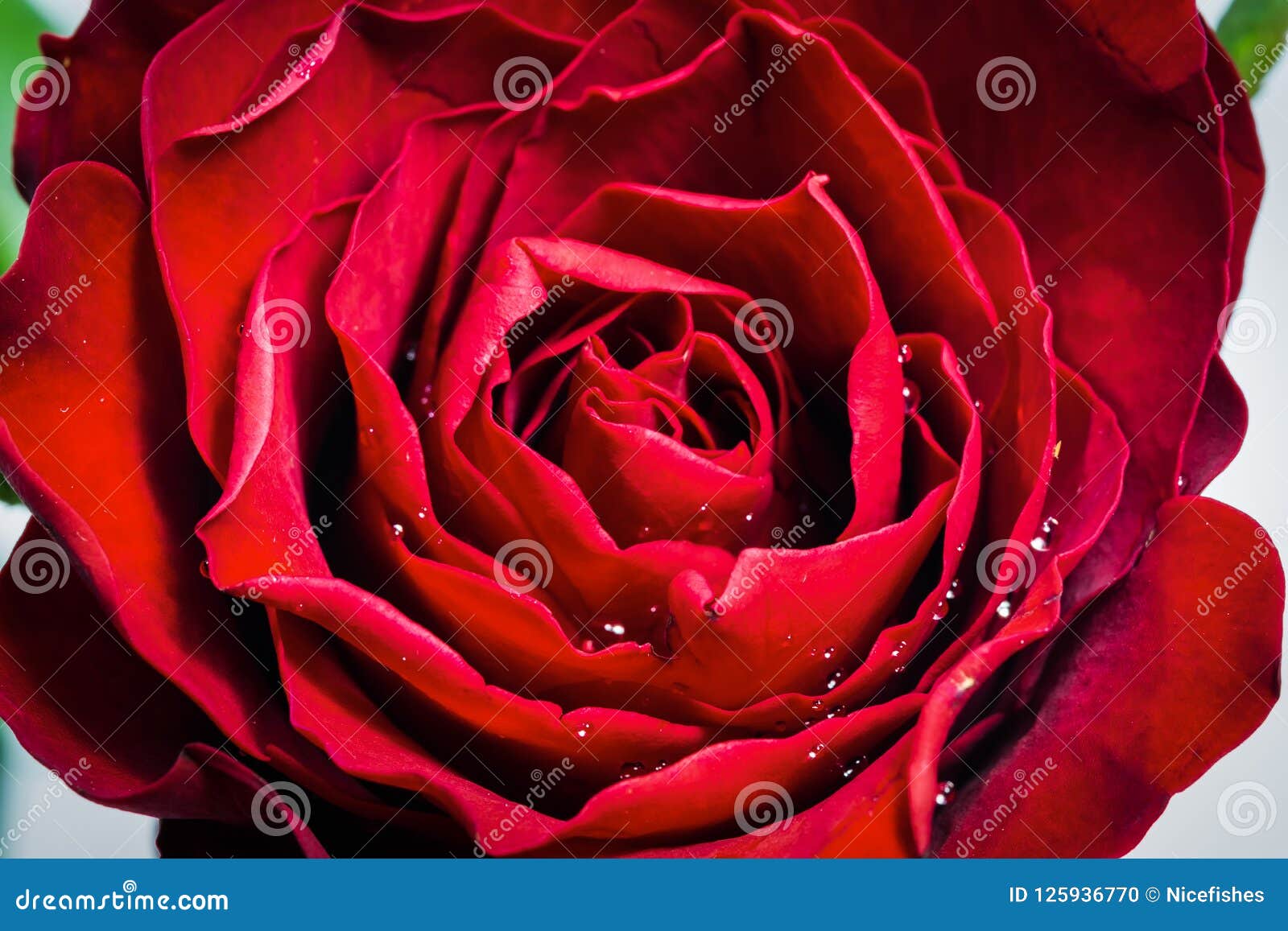 Red roses flower stock photo. Image of rose, stem, garden - 125936770