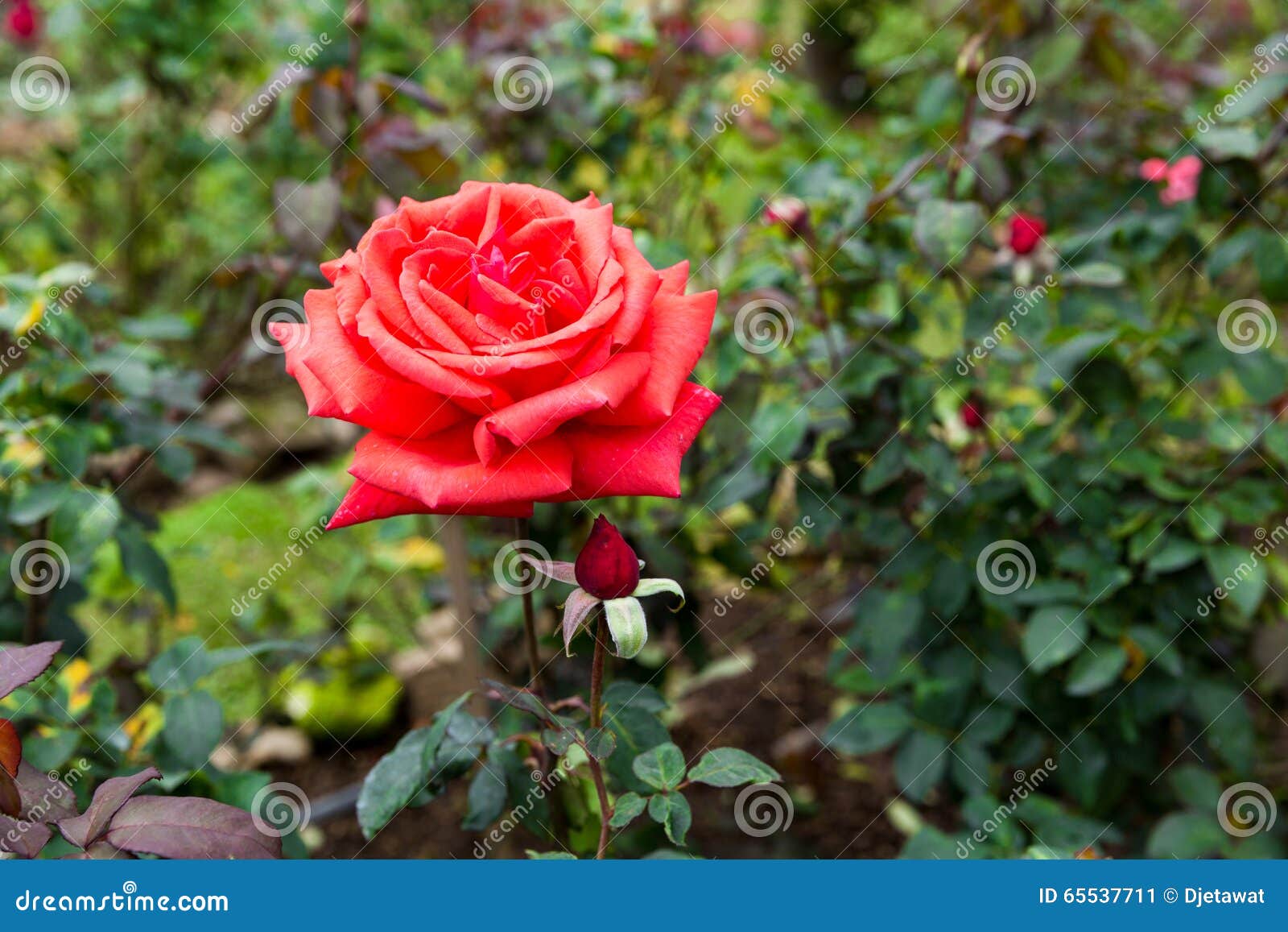 Red roses flower in garden stock image. Image of bloom - 65537711