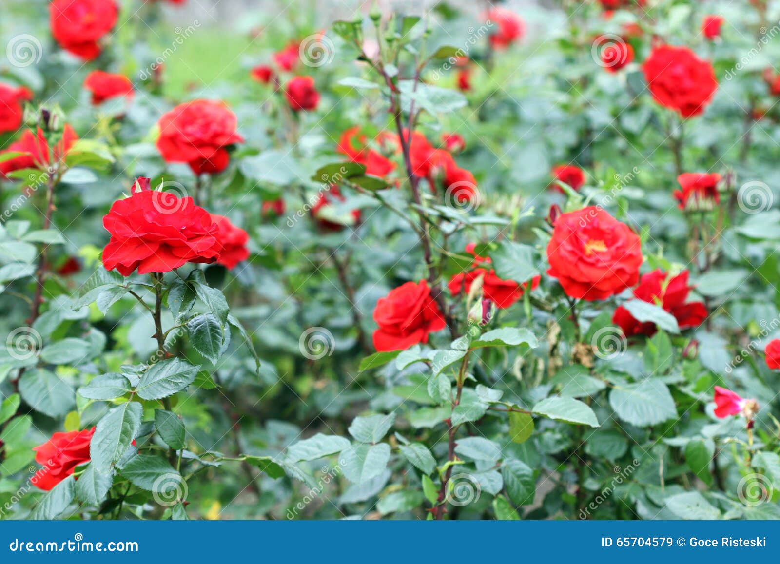 Red Roses Flower Garden Spring Stock Image - Image of nature, rose ...