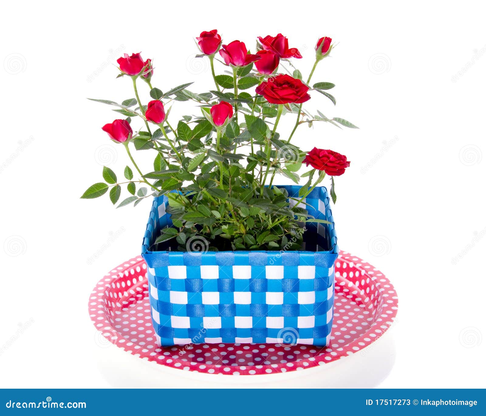 Red roses in a flower pot stock image. Image of object - 17517273