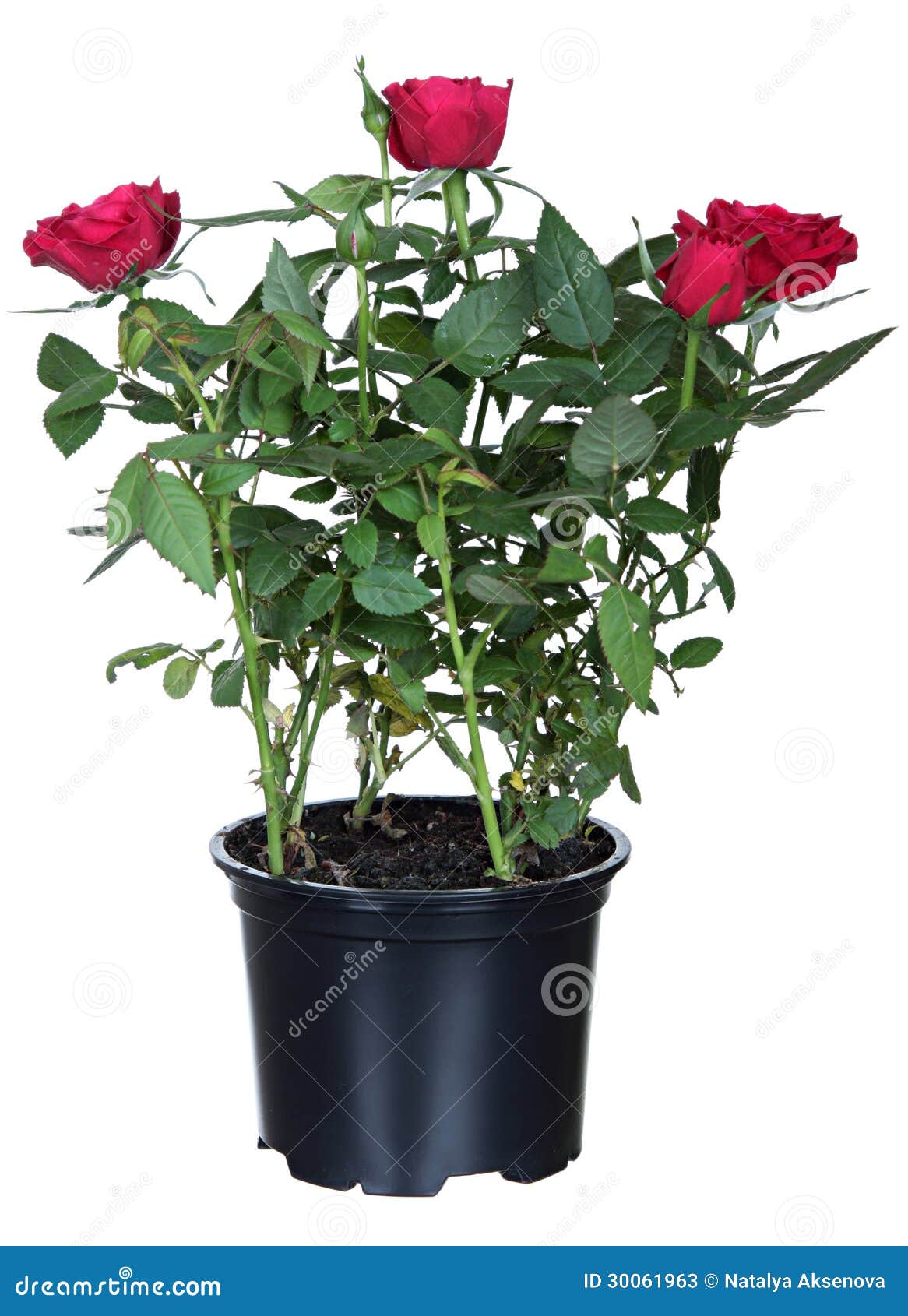 4,093 Red Roses Pot Stock Photos - Free & Royalty-Free Stock Photos ...