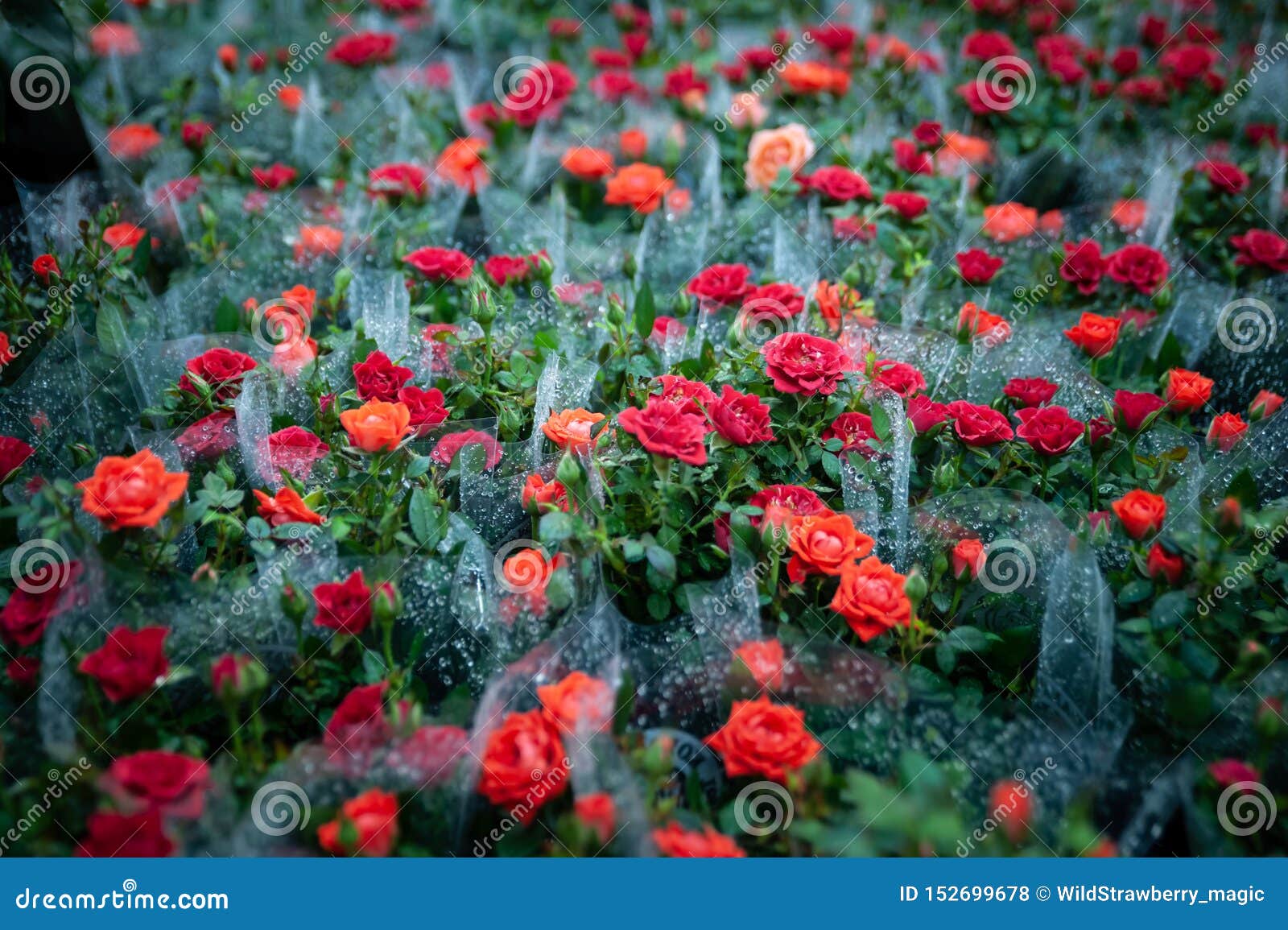 Roses in Flower Shop Packages Stock Photo - Image of package, wholesale ...