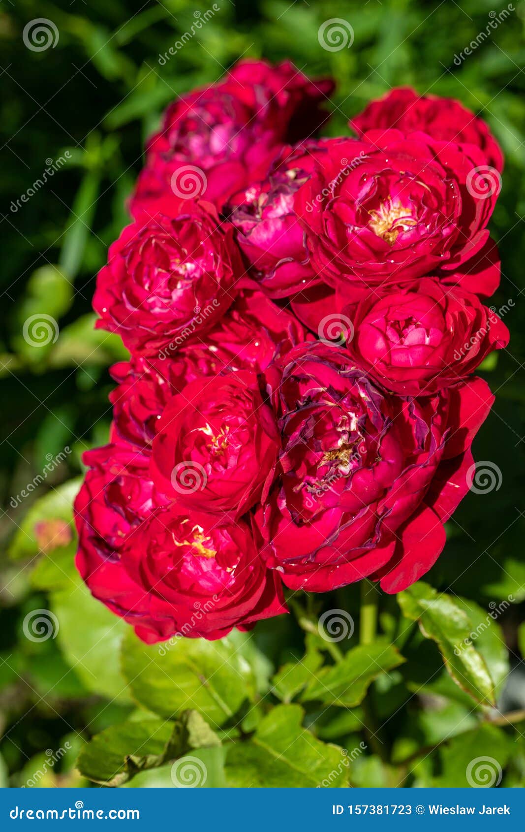 Red Roses Flowers on the Branch in the Garden. Stock Image - Image of ...
