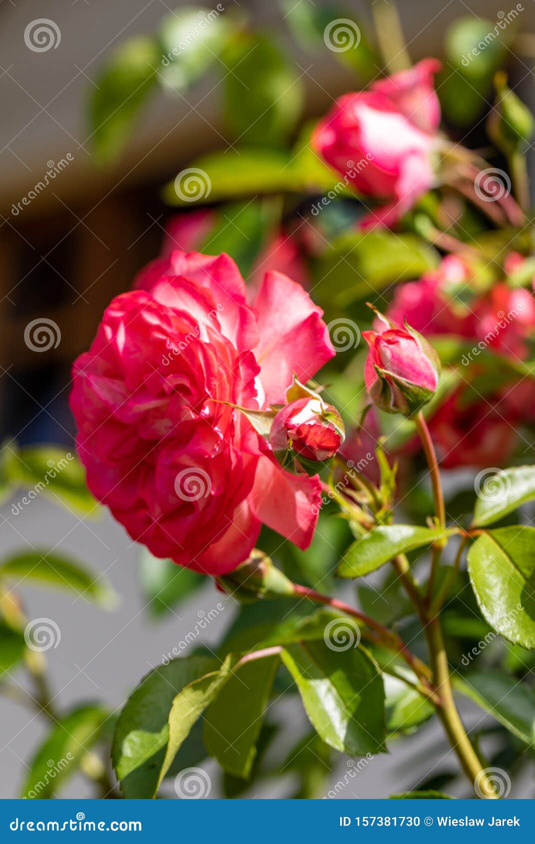 Red Roses Flowers on the Branch in the Garden. Stock Photo - Image of ...