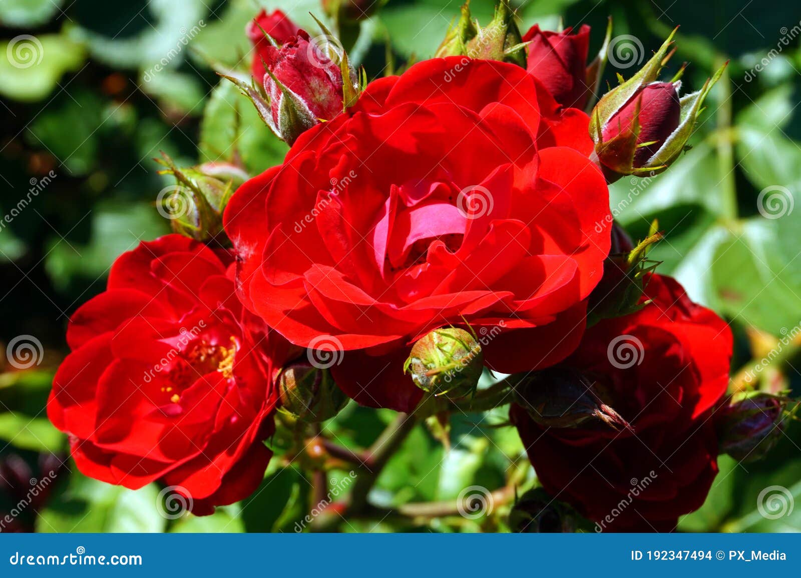 Red Roses, Flowers in Garden Stock Photo - Image of beauty, garden ...