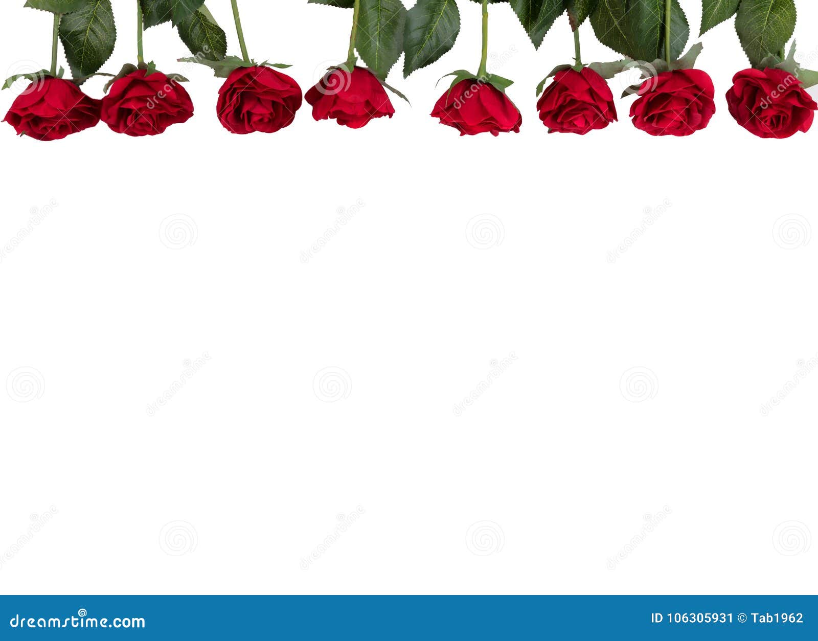 Red Roses Forming Upper Border on White Stock Image - Image of ...