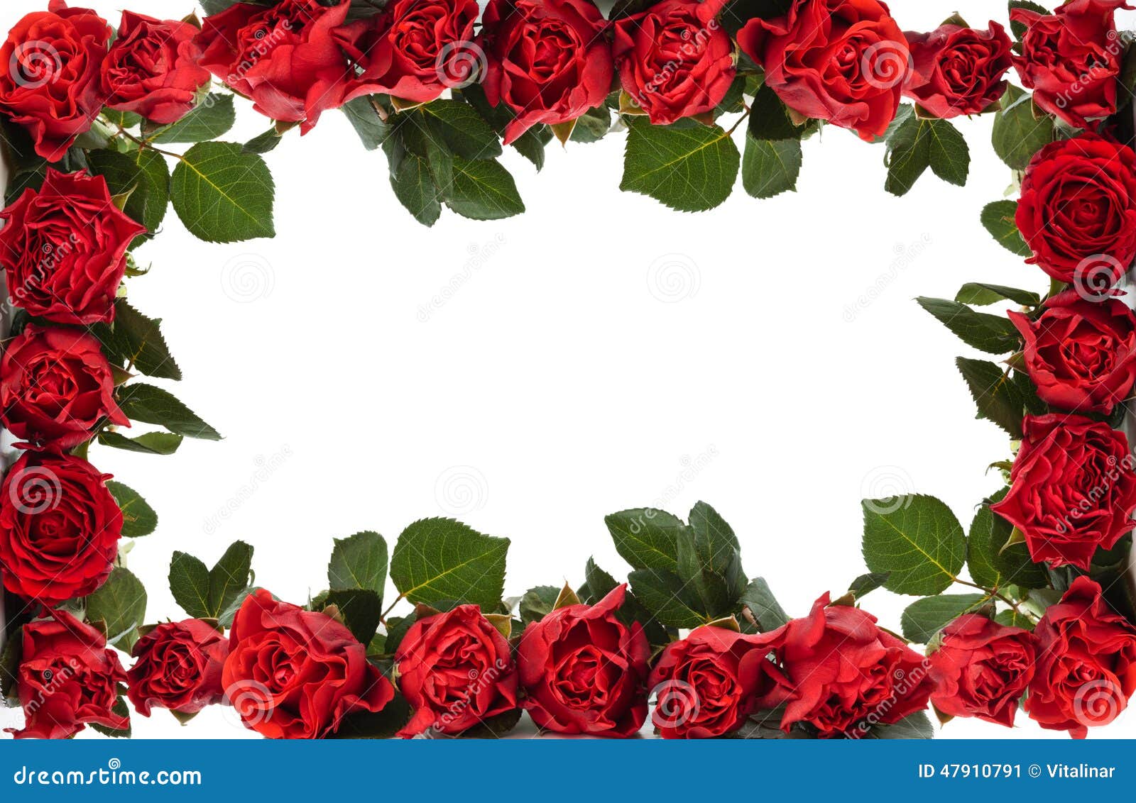 Red roses frame. stock image. Image of flower, natural - 47910791