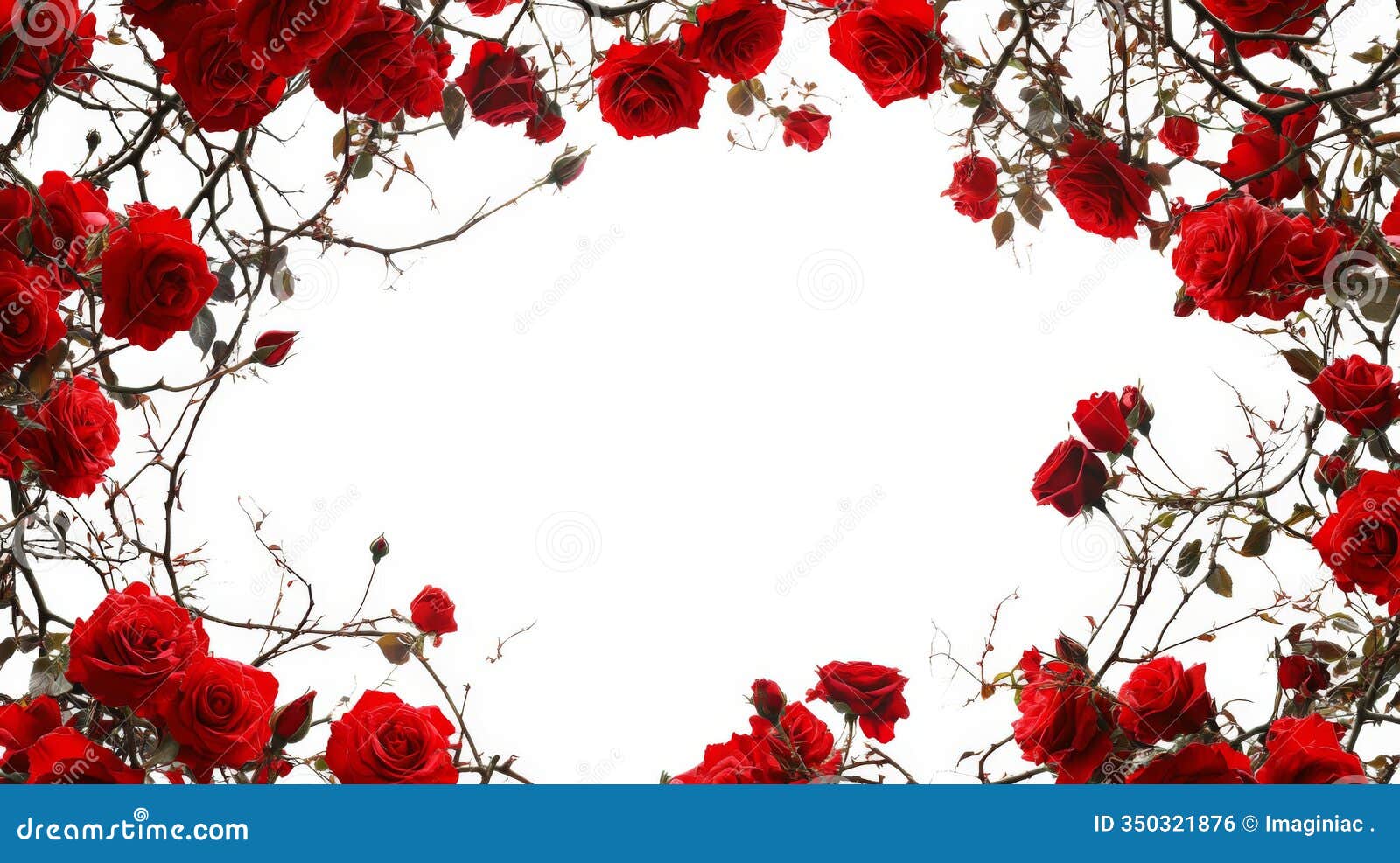 Red Roses Frame a White Background with Thorns Stock Illustration ...