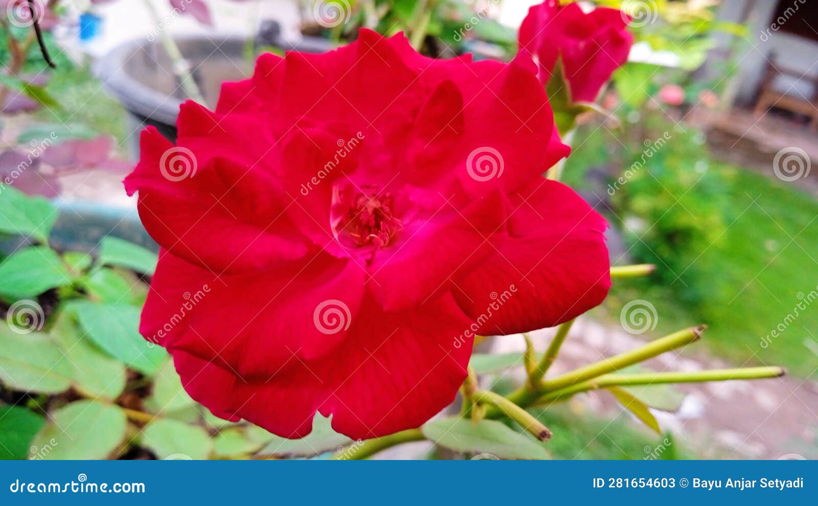 Red Roses in Front of the Garden Stock Image - Image of tulip, pink ...