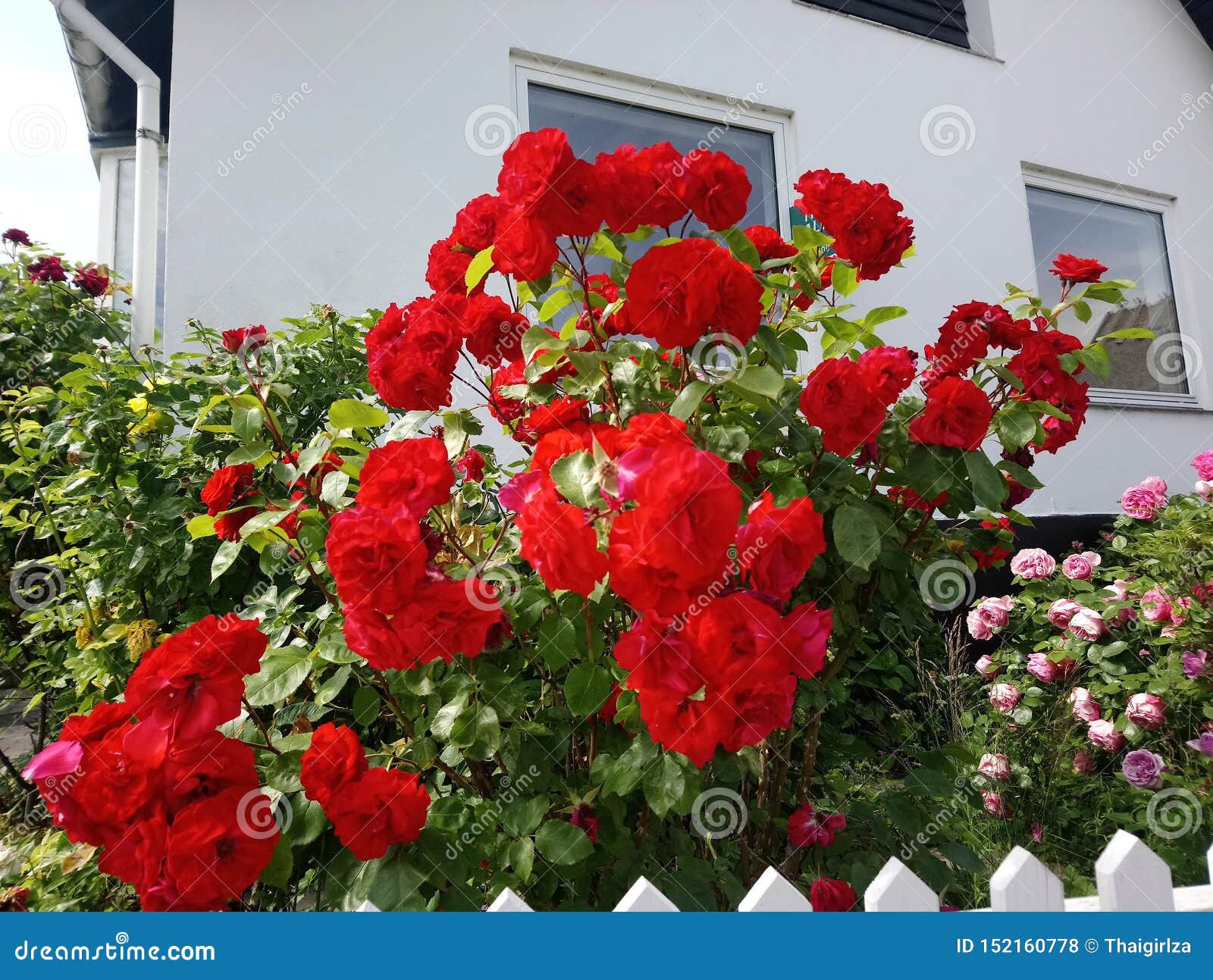 Red Roses in Front of the House Stock Photo - Image of flowers, house ...