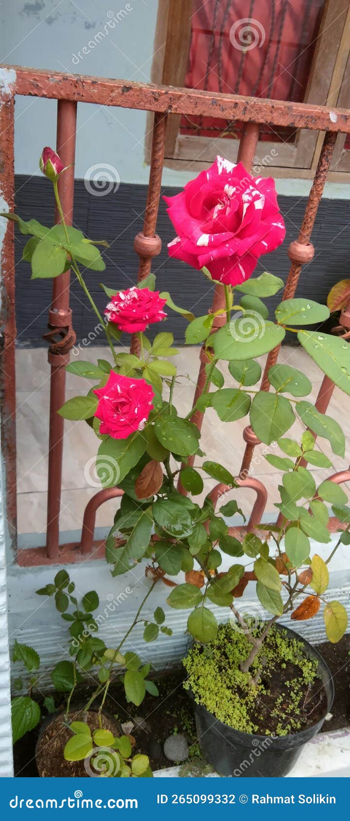 Red Roses in Front of the House Stock Photo - Image of roses, front ...