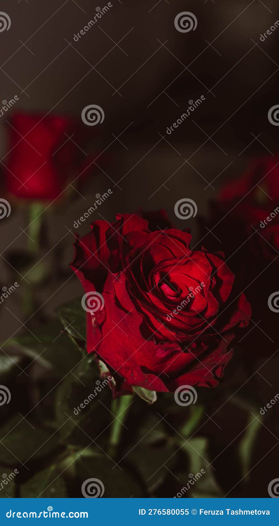 Red roses front view stock image. Image of floral, backgrounds - 276580055
