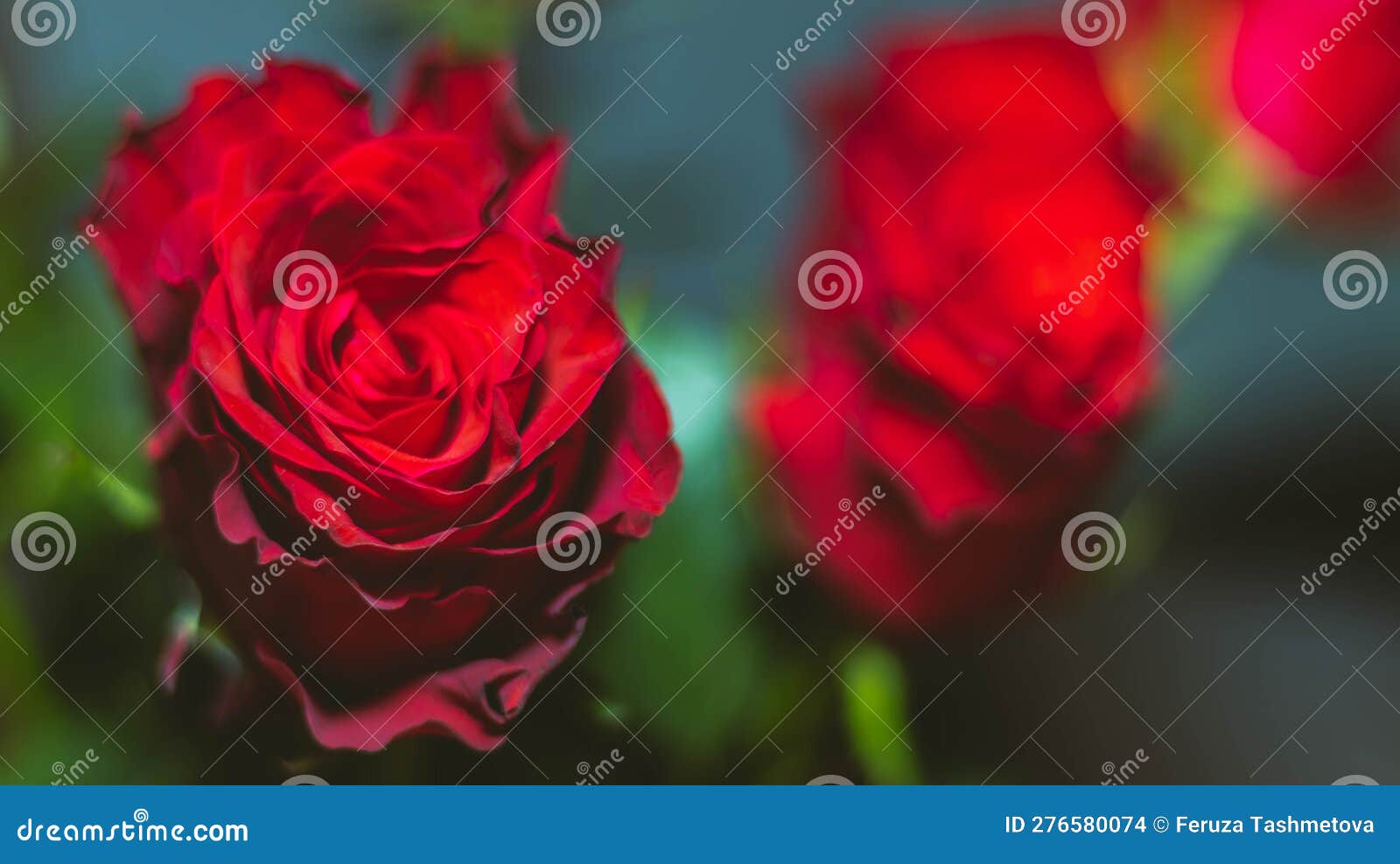 Red roses front view stock photo. Image of layout, beautiful - 276580074