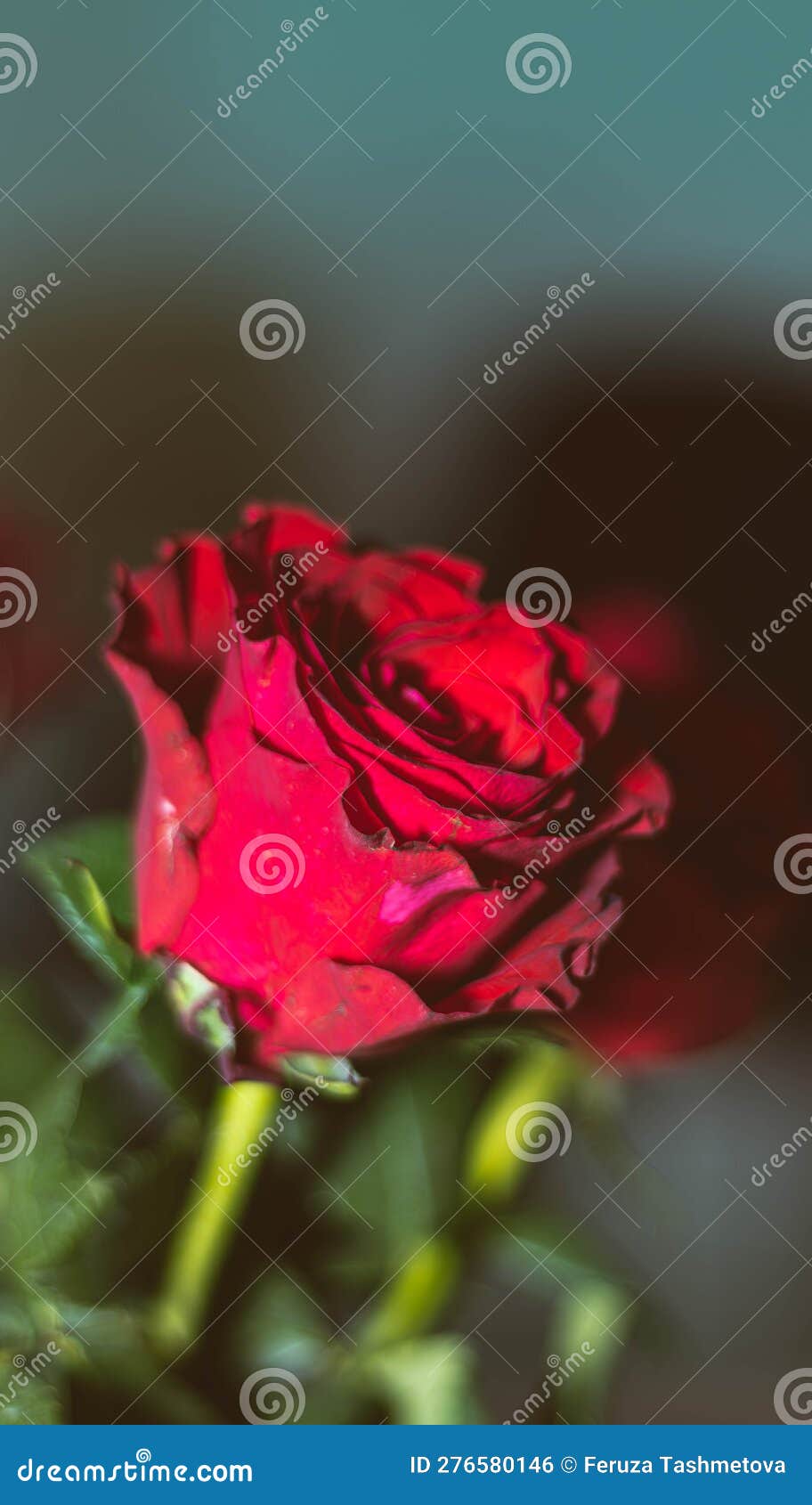 Red roses front view stock photo. Image of beautiful - 276580146