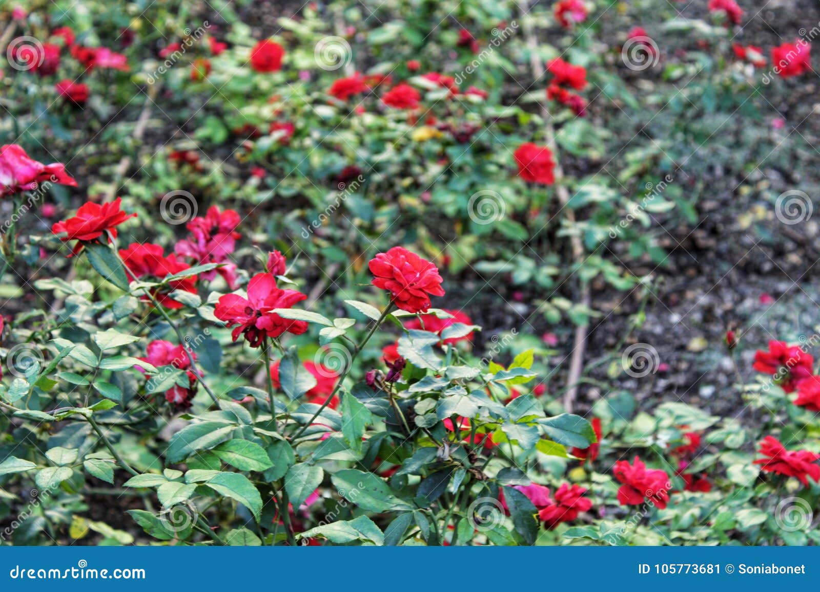 Red roses in the garden stock image. Image of outdoors - 105773681