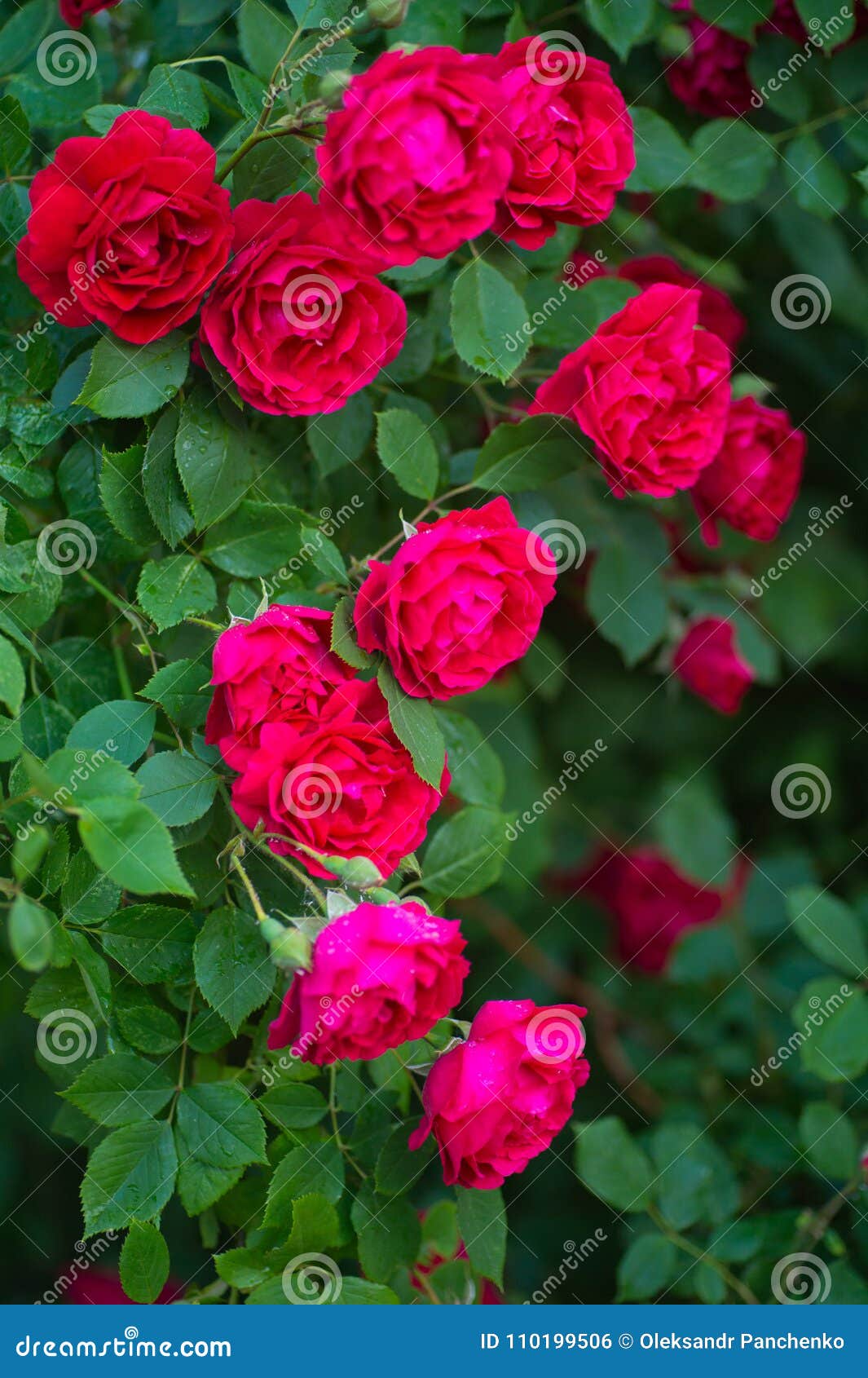 Red Roses in the garden. stock photo. Image of aroma - 110199506