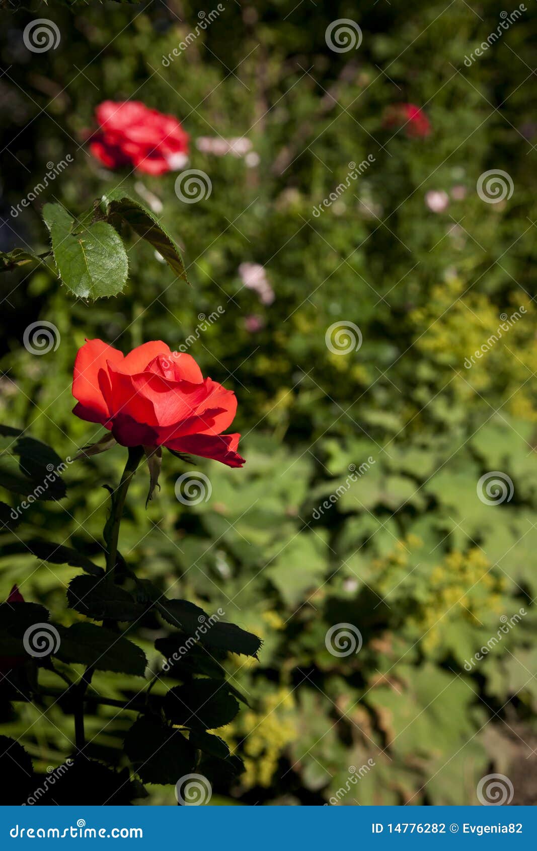 Red roses in a garden stock photo. Image of floral, bright - 14776282