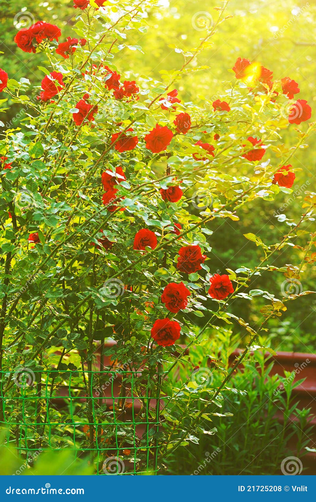 Red roses in garden stock photo. Image of flower, pretty - 21725208