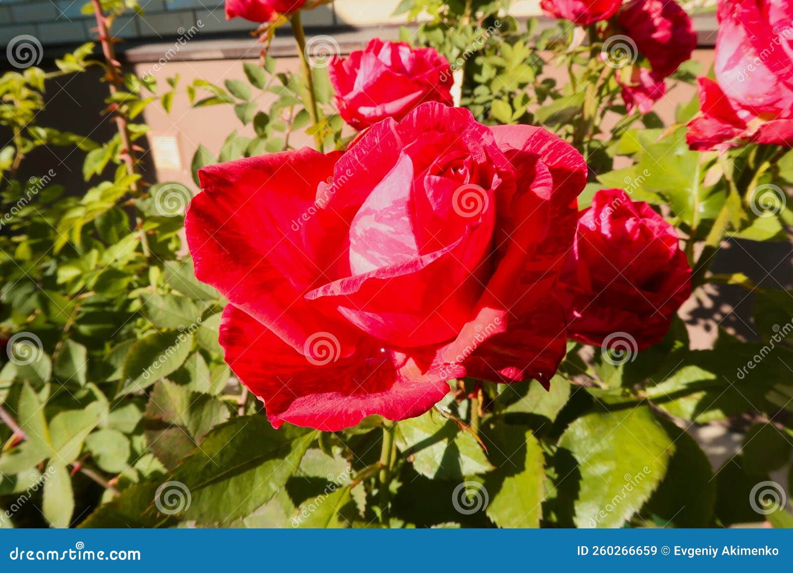 Red roses in the garden stock image. Image of rose, blossom - 260266659