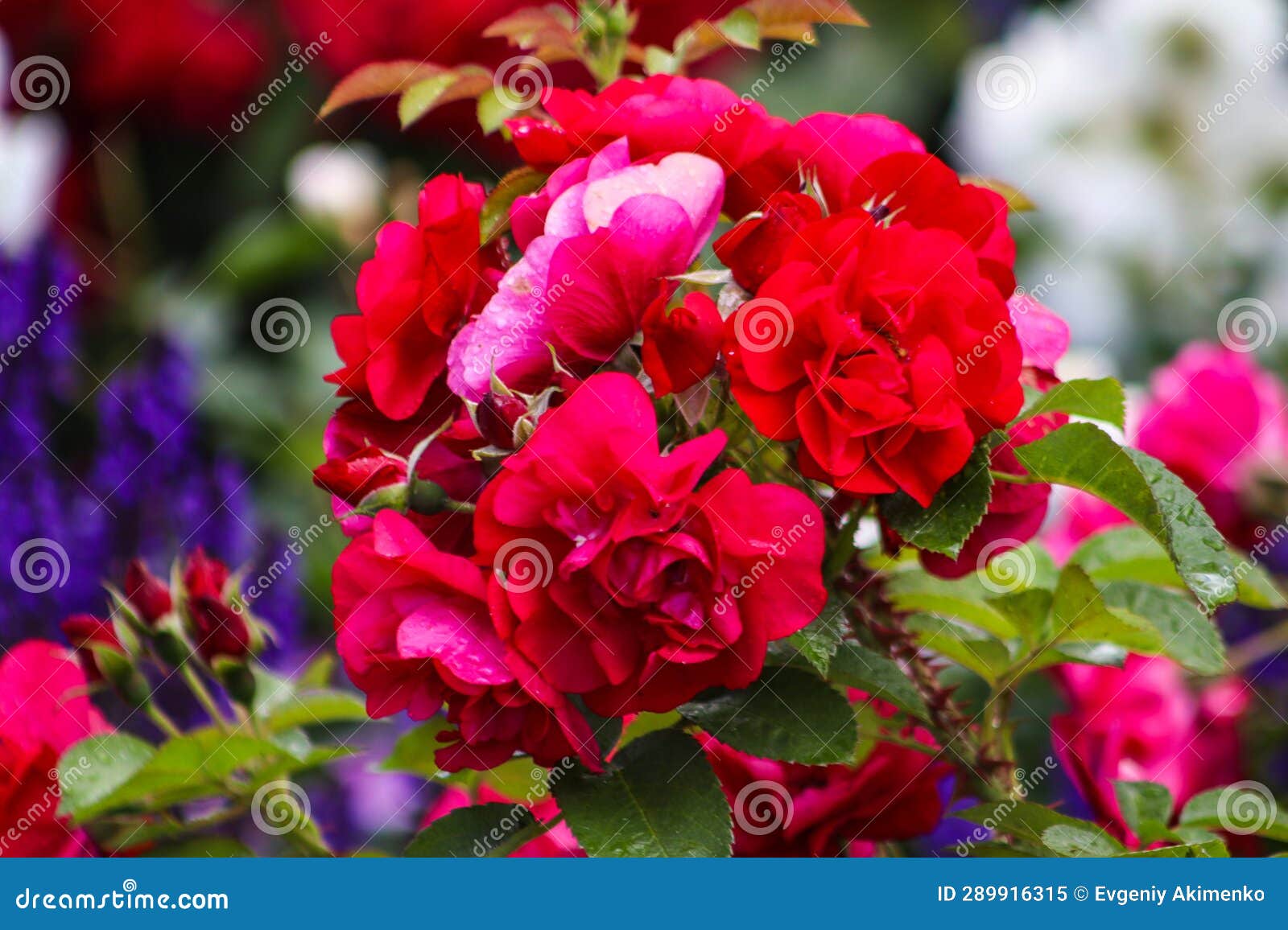 Red roses in the garden stock image. Image of nature - 289916315