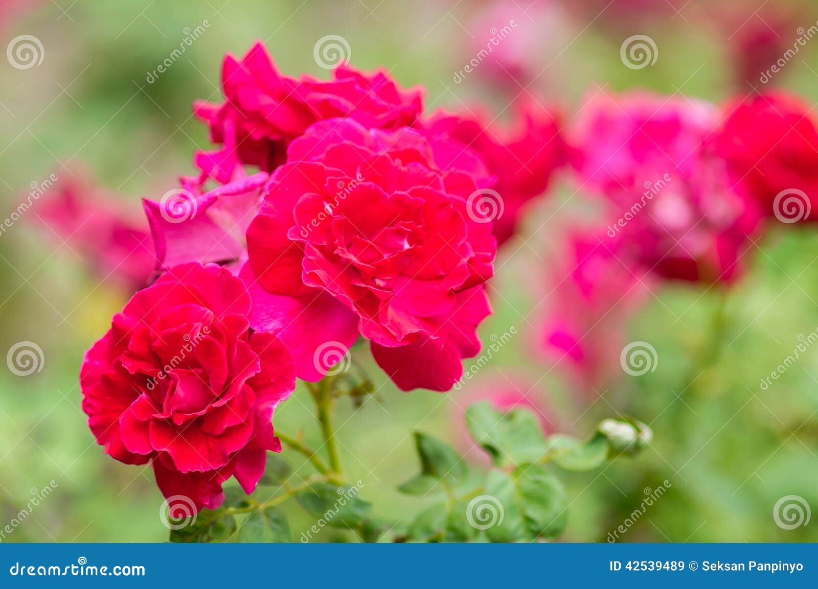 Red roses in the garden stock image. Image of relax, pink - 42539489