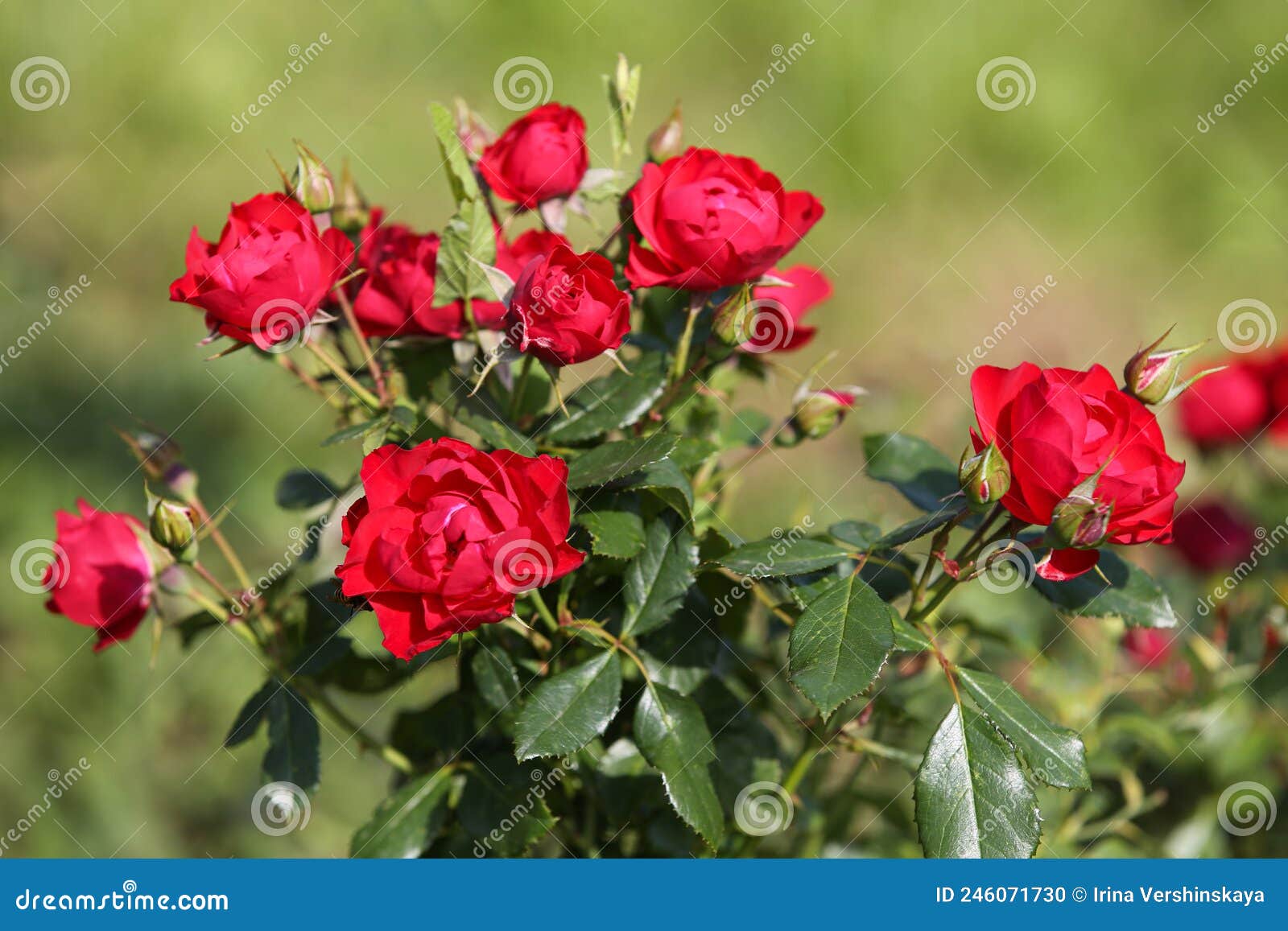 Red Roses In The Garden, Blurred Background, Red Roses In The Garden ...