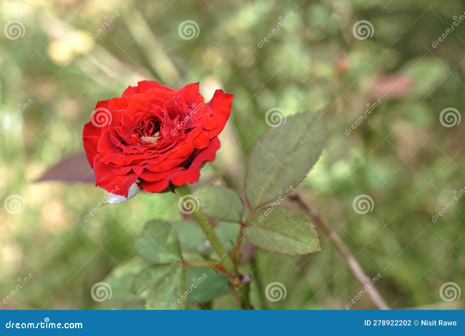 Red Roses in garden stock photo. Image of beauty, greeting - 278922202