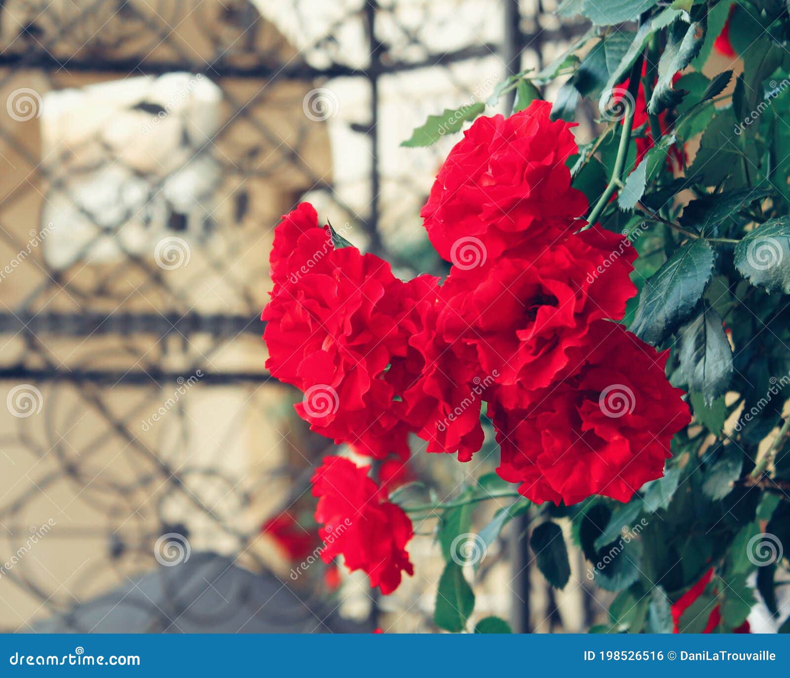 Red roses in garden stock photo. Image of beautiful - 198526516