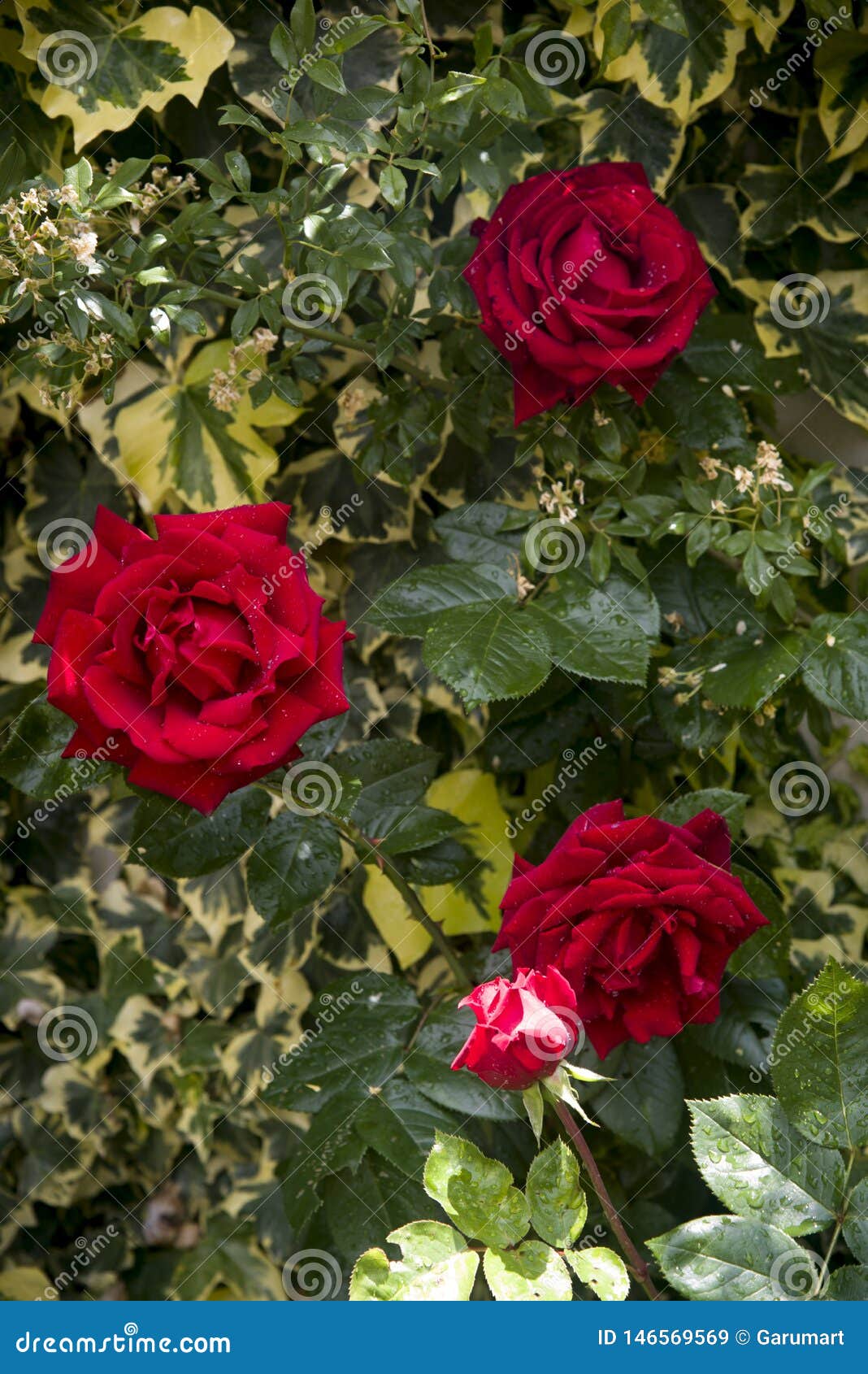 Red Roses in the Garden on Greenery Stock Image - Image of green, fresh ...