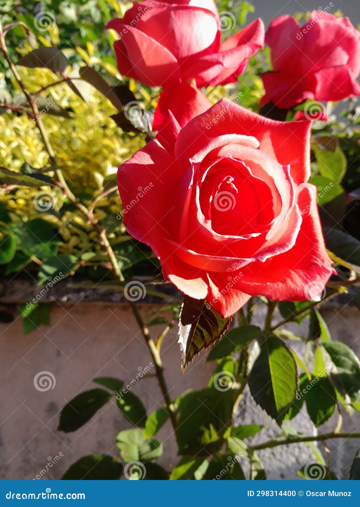 Red roses stock photo. Image of home, nature, garden - 298314400
