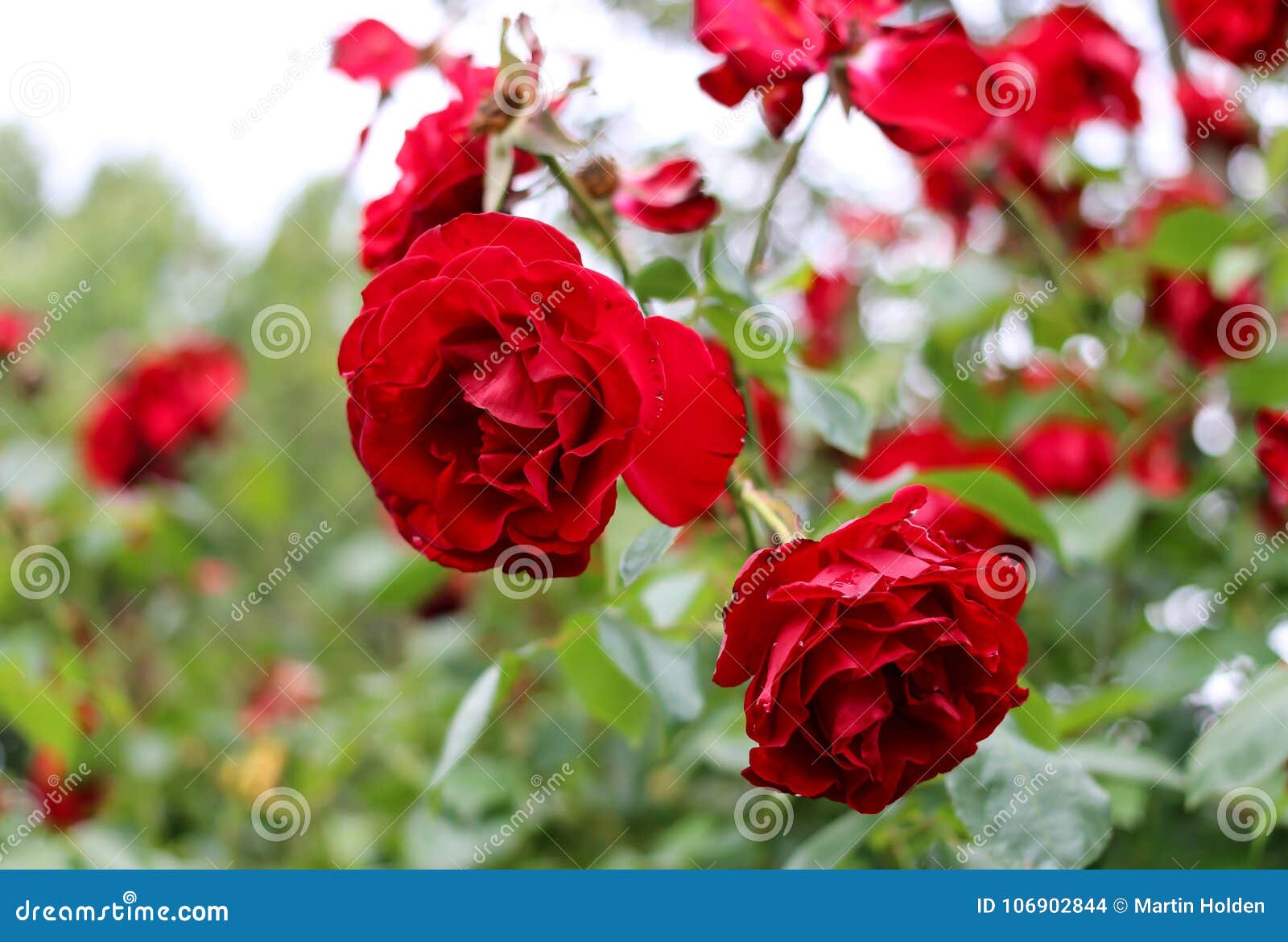 Red Roses in the garden stock photo. Image of garden - 106902844