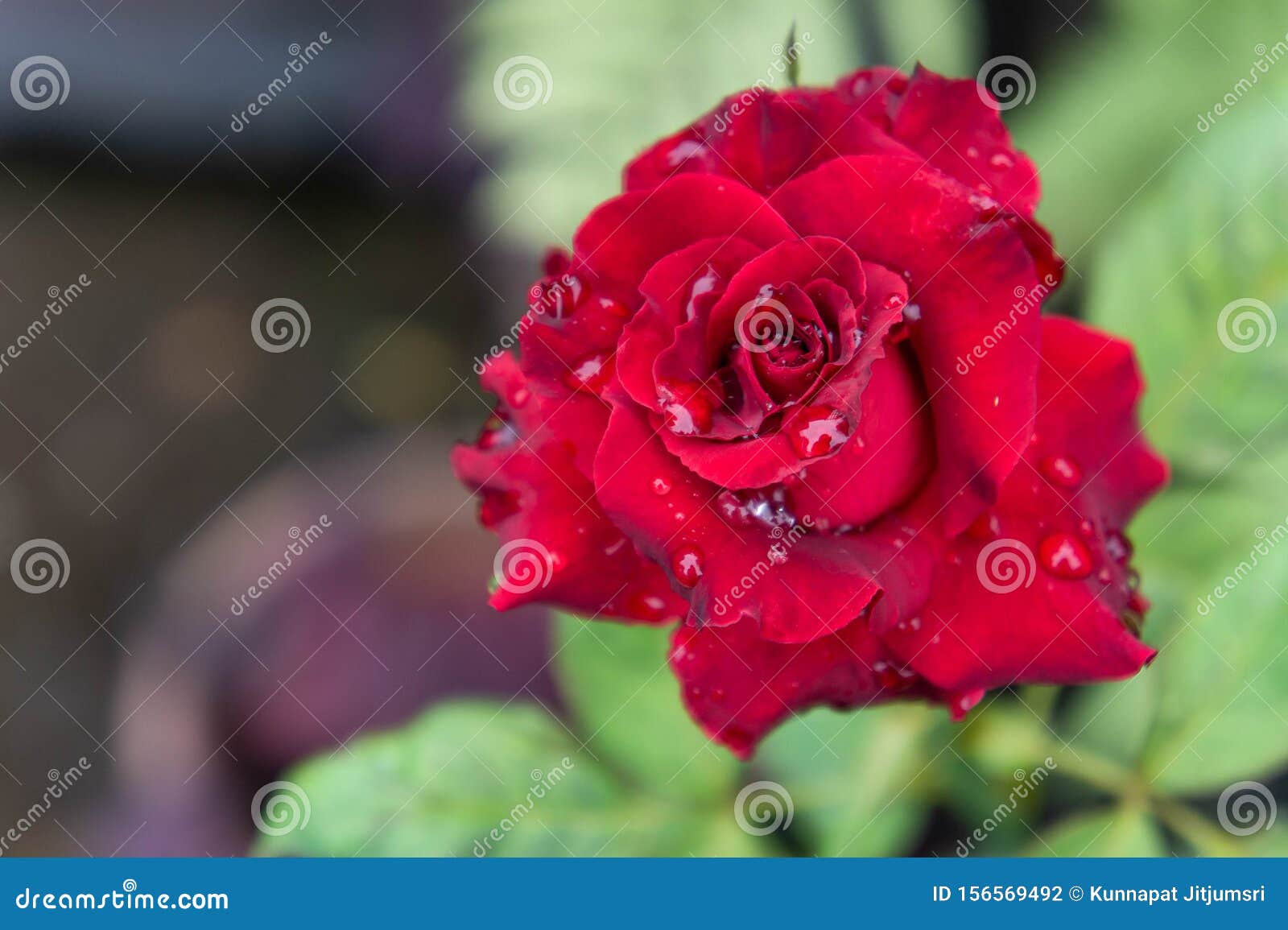 Red Roses in the Garden Nature Roses Stock Photo - Image of gloves ...