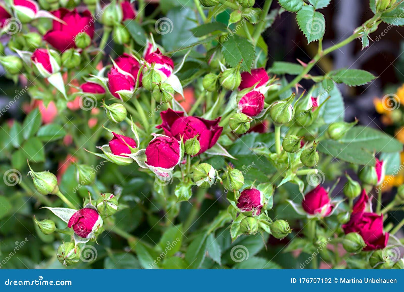 Red roses in the garden stock photo. Image of garden - 176707192
