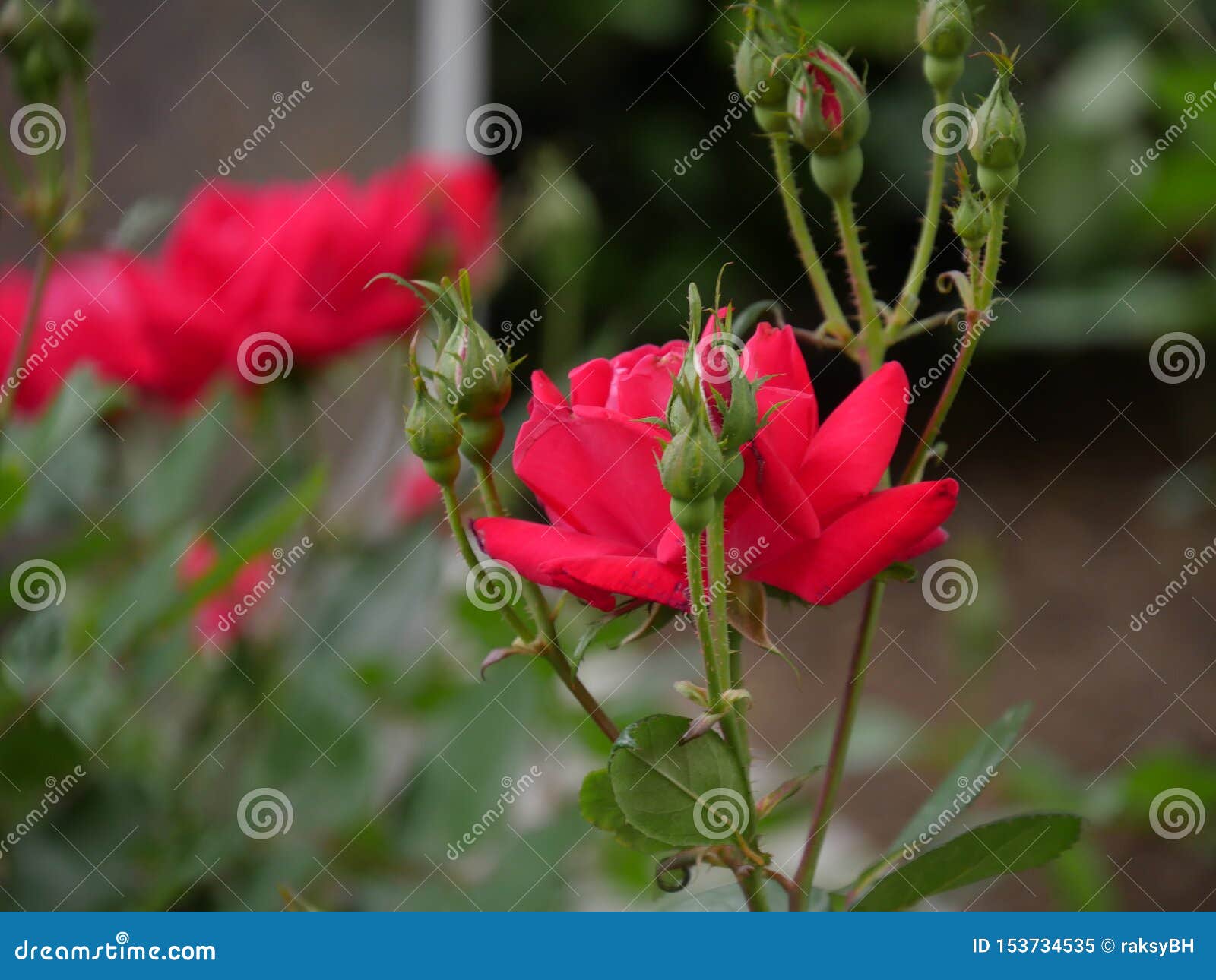 Red roses in a garden stock image. Image of color, summer - 153734535