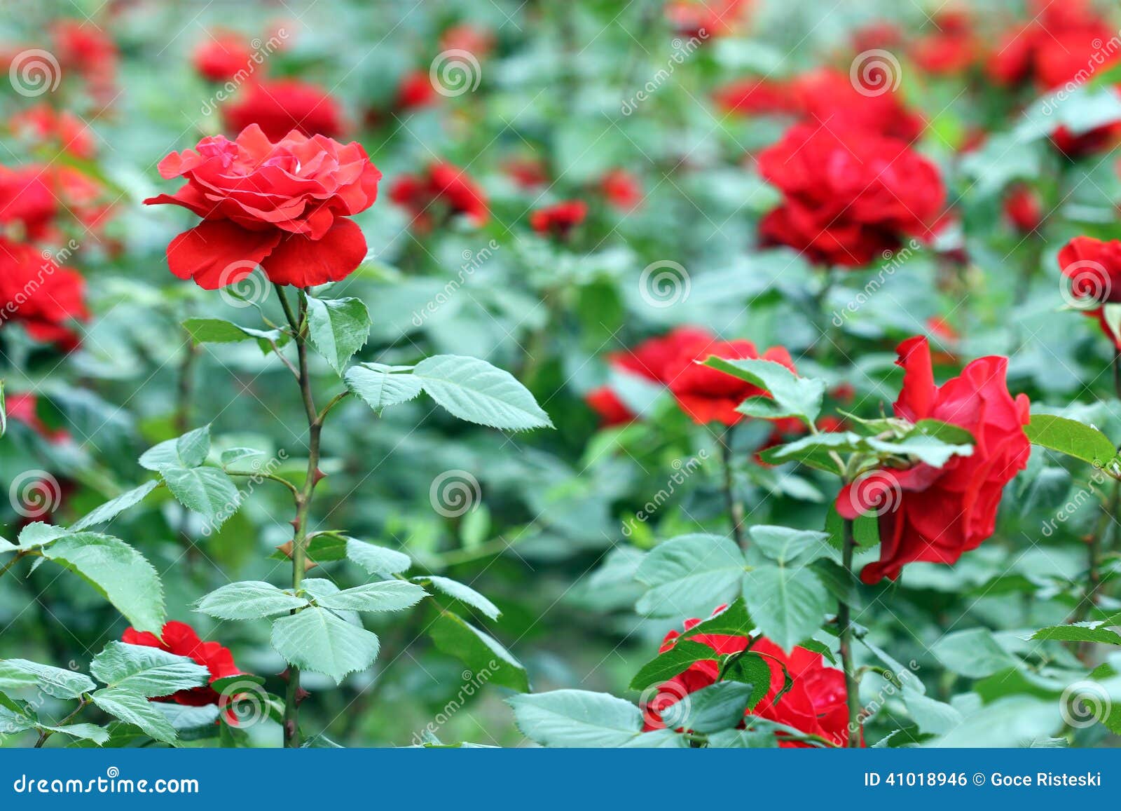 Red roses garden stock photo. Image of passion, fresh - 41018946