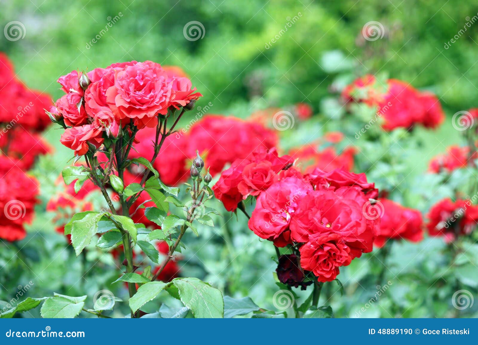 Red roses garden stock photo. Image of natural, rose - 48889190